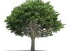 Leafy Green Tree 3D model | CGTrader
