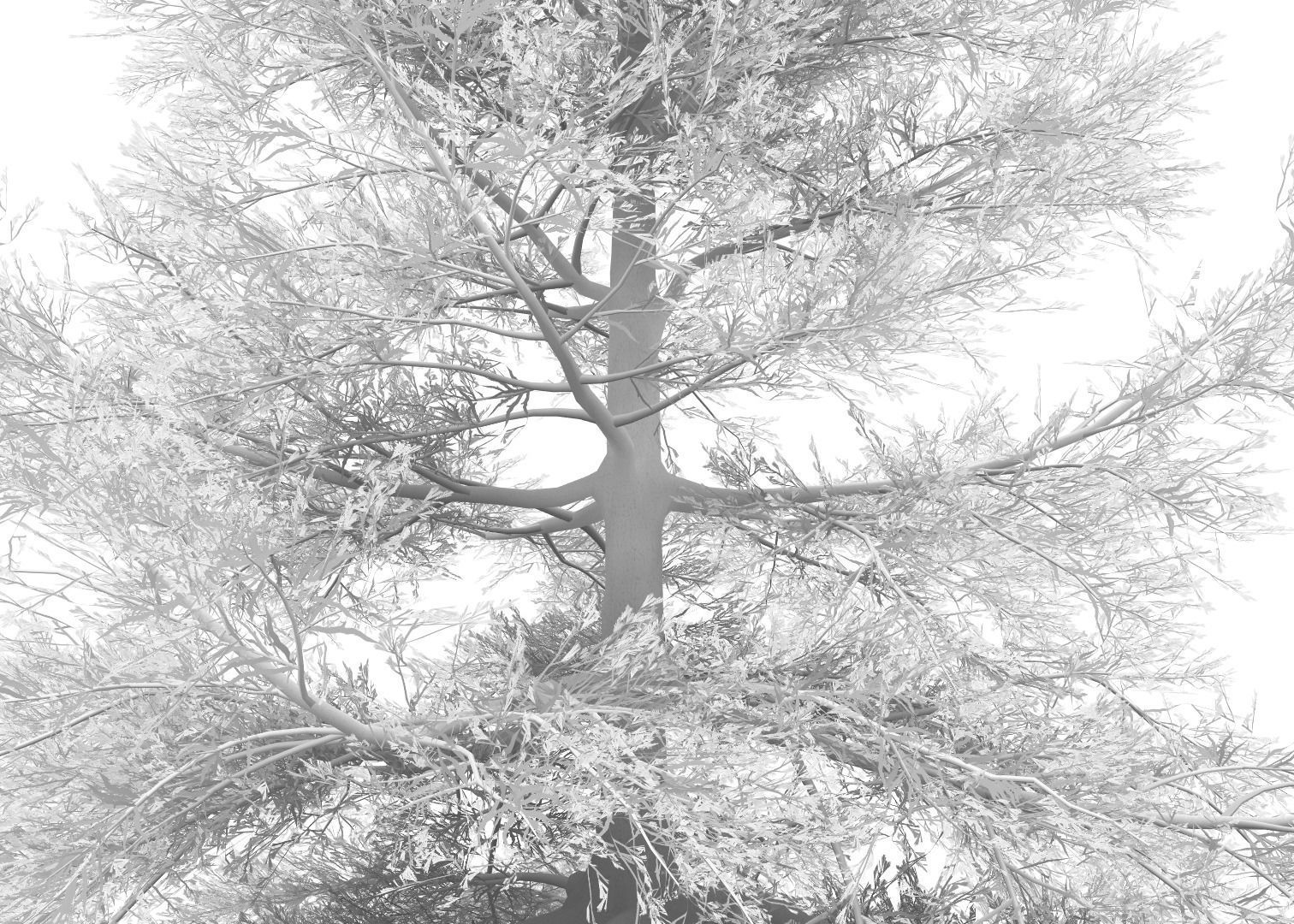 Conifer Tree 006 3D model animated | CGTrader