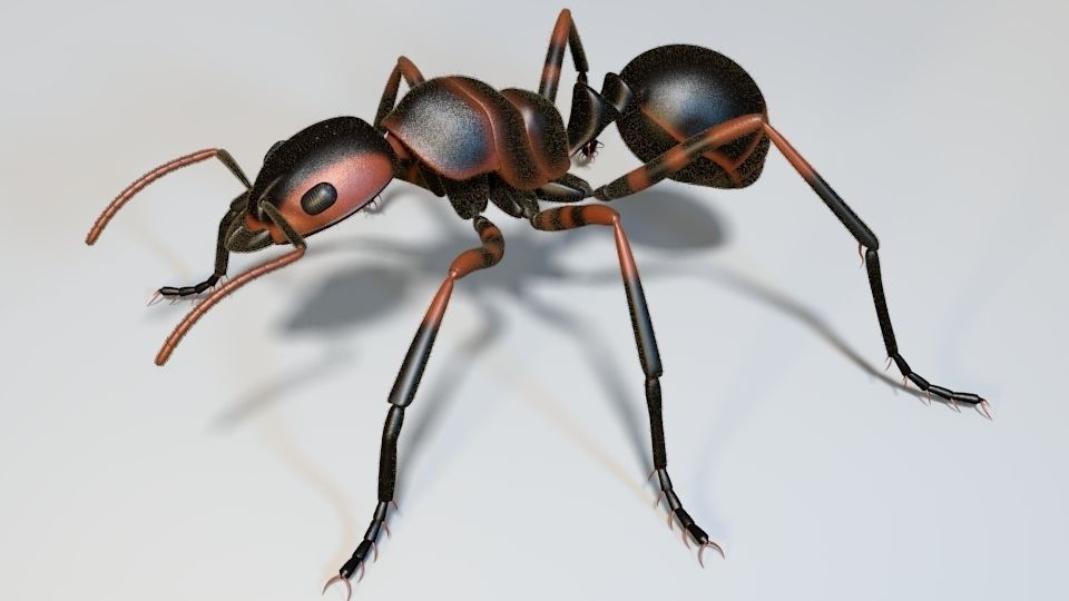 Fire Ant 3D model | CGTrader
