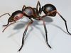 Fire Ant 3D model | CGTrader