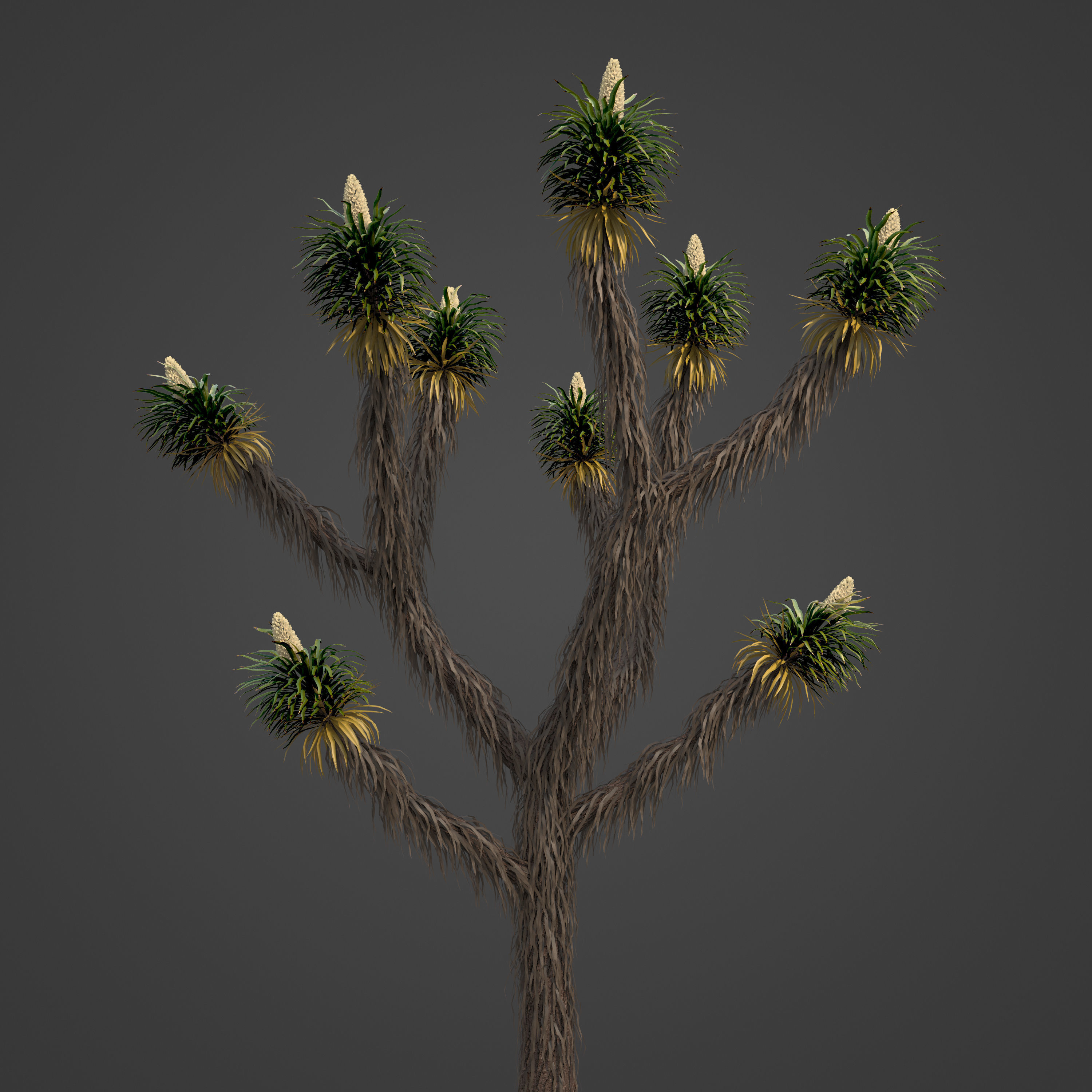 2021 PBR Joshua Tree Collection - Yucca Brevifolia 3D model | CGTrader