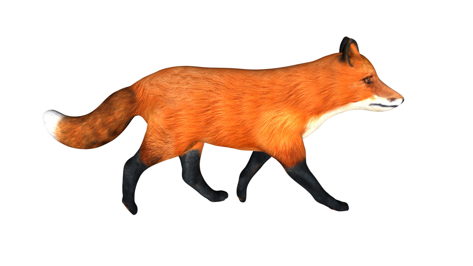 3D model Red Fox VR / AR / low-poly rigged | CGTrader
