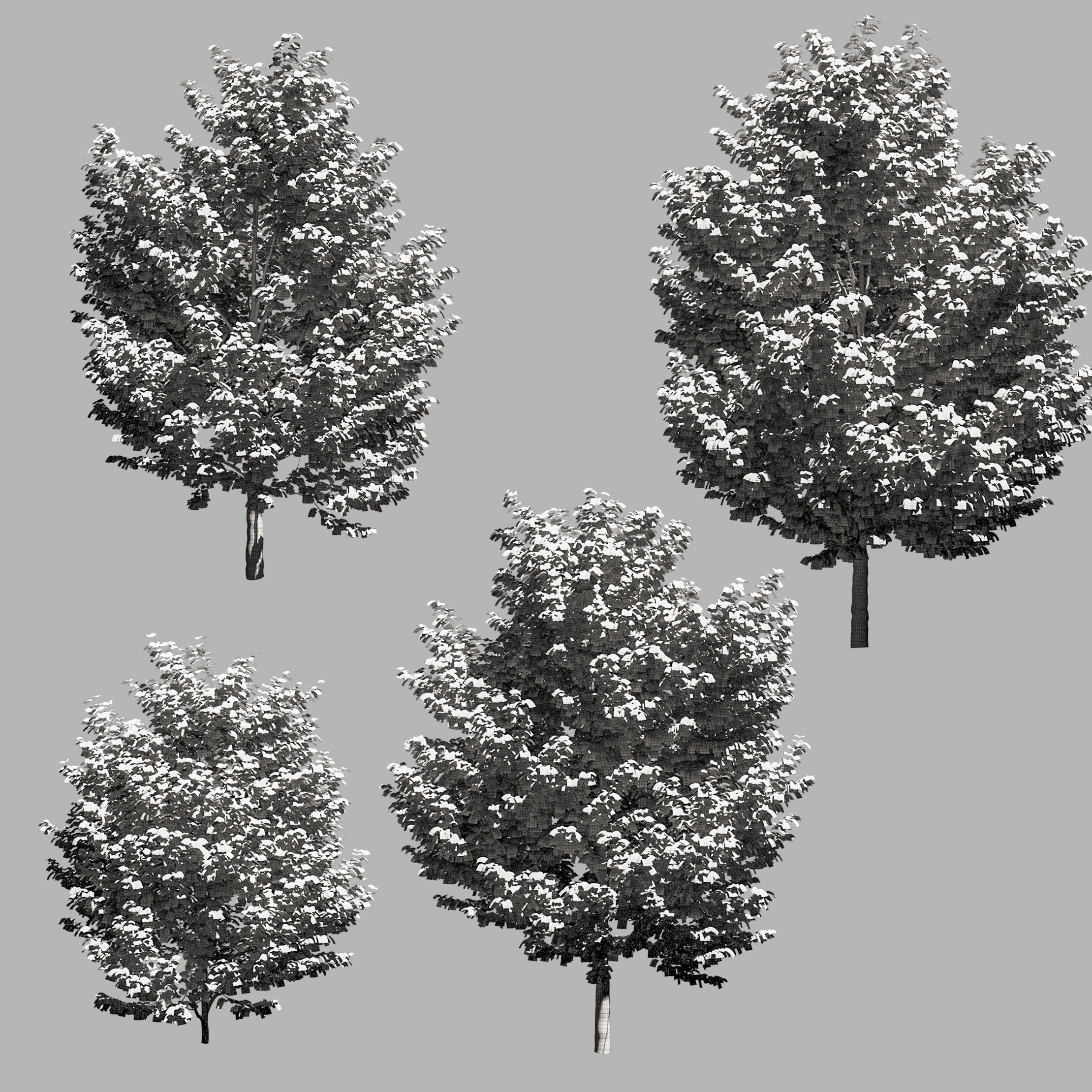 Maple trees - Set of 4 models 3D model | CGTrader