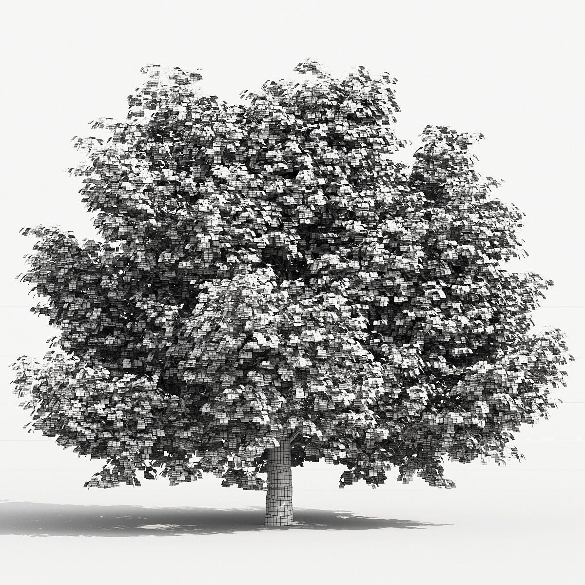 Maple tree 3D model | CGTrader