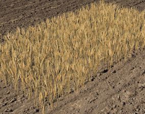 Wheat 3D Models | CGTrader