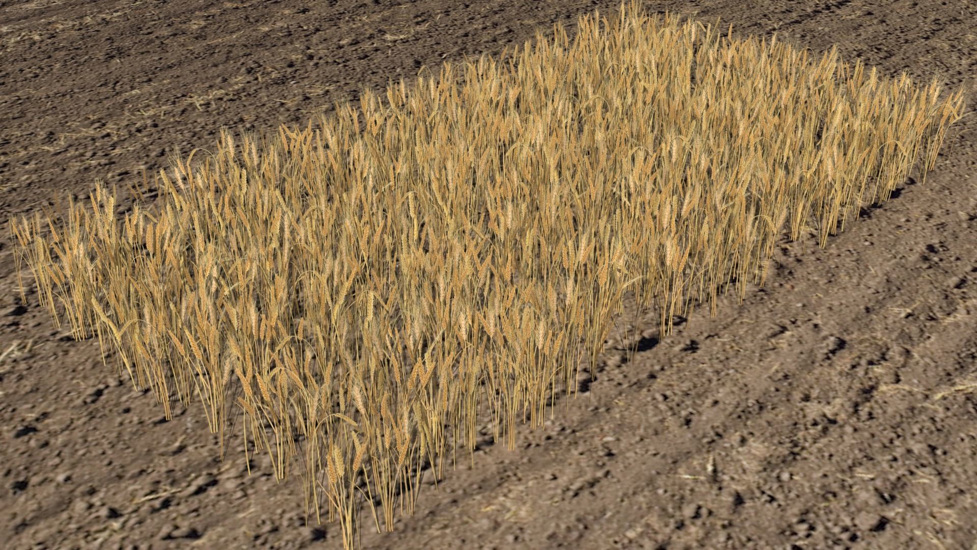3D model Wheat field VR / AR / low-poly | CGTrader