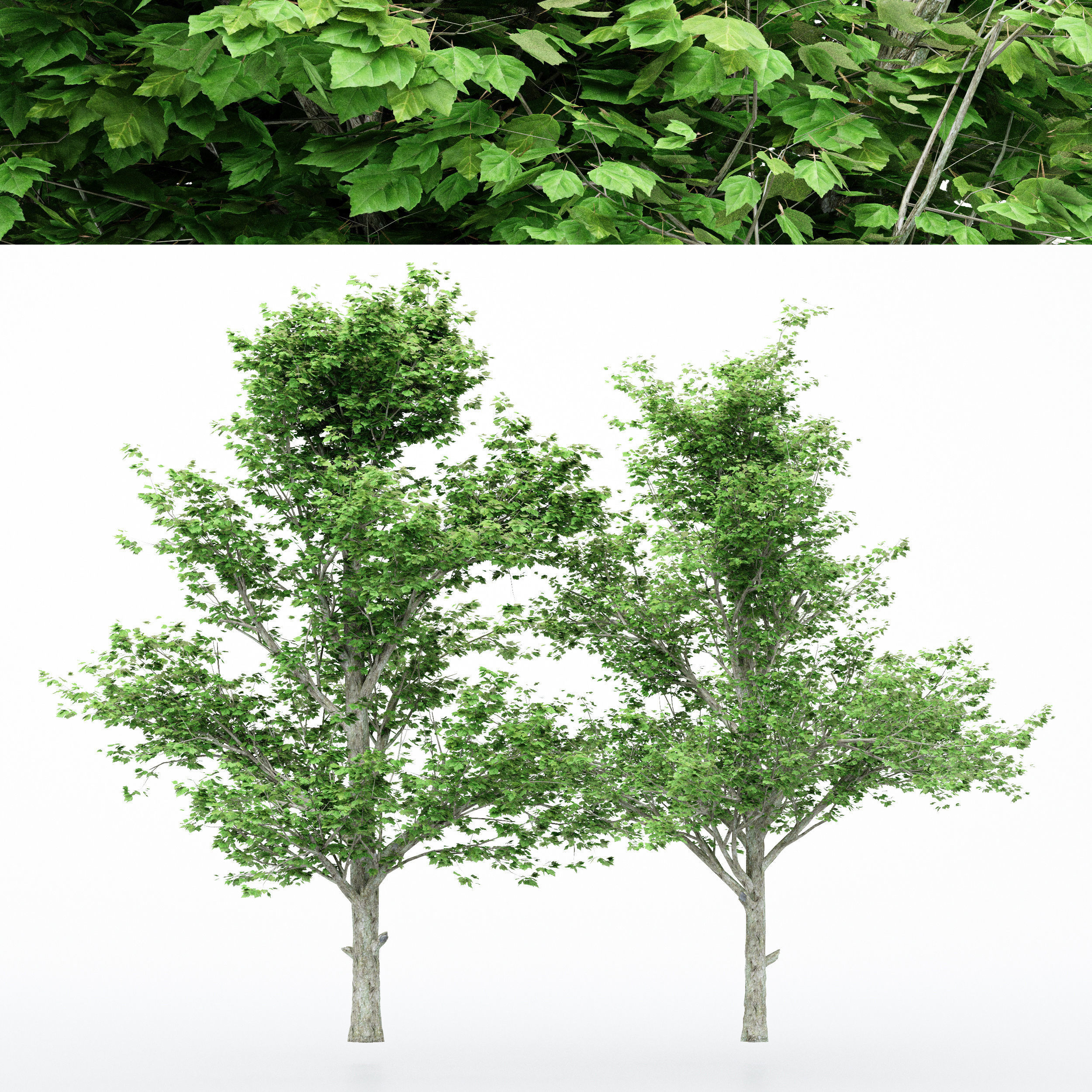 2diffrent tree Maple 2 trees Models in the scene free 3D model | CGTrader