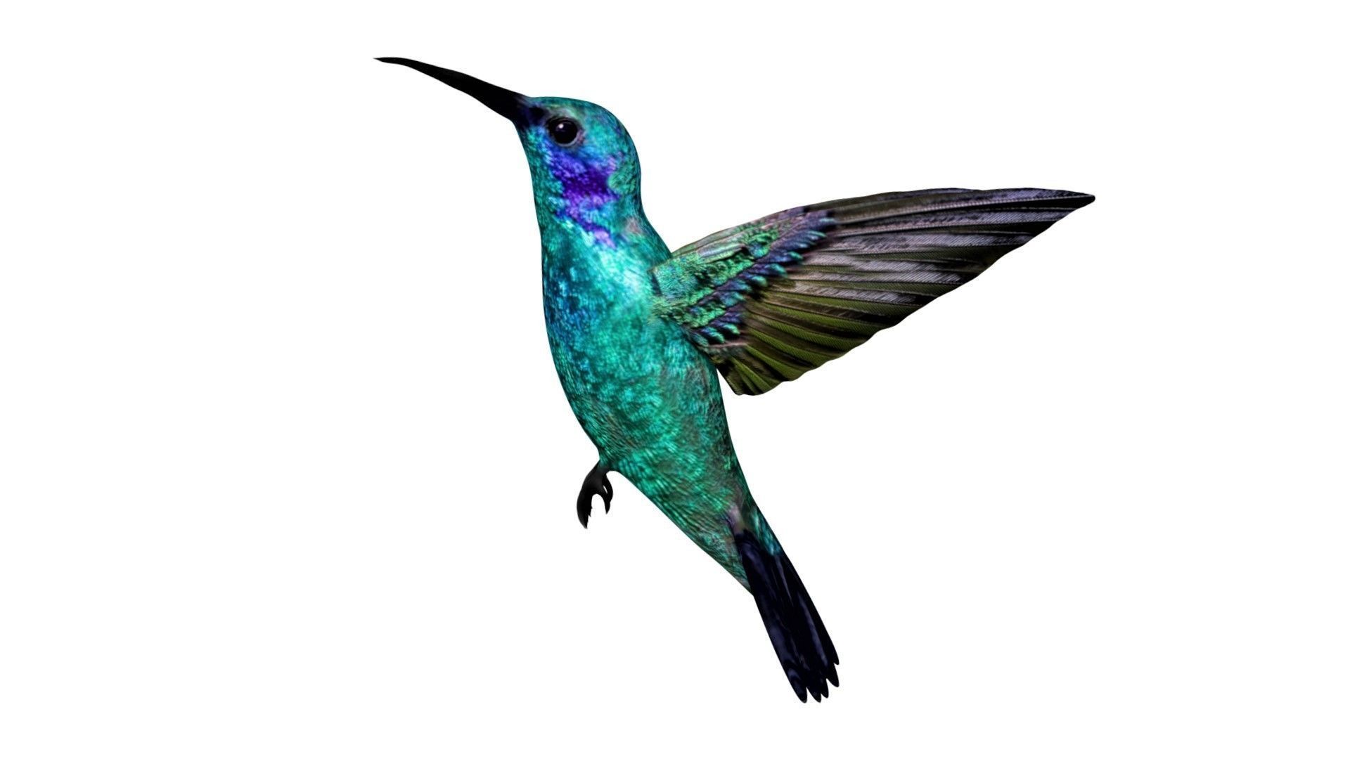 3D model Hummingbird colorful flying in air VR / AR / low-poly | CGTrader