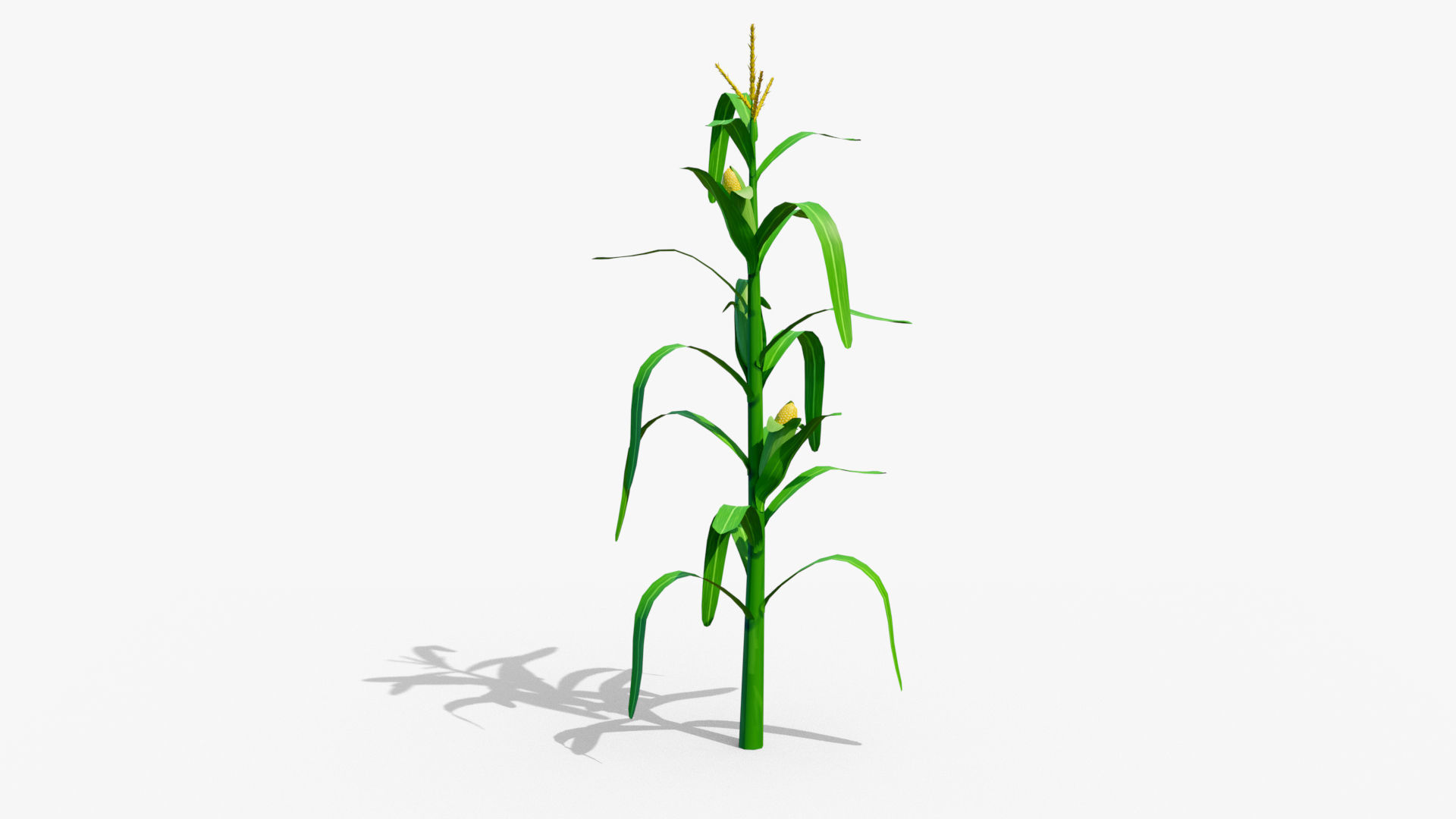 3D model Stylized Corn Stalk VR / AR / low-poly | CGTrader