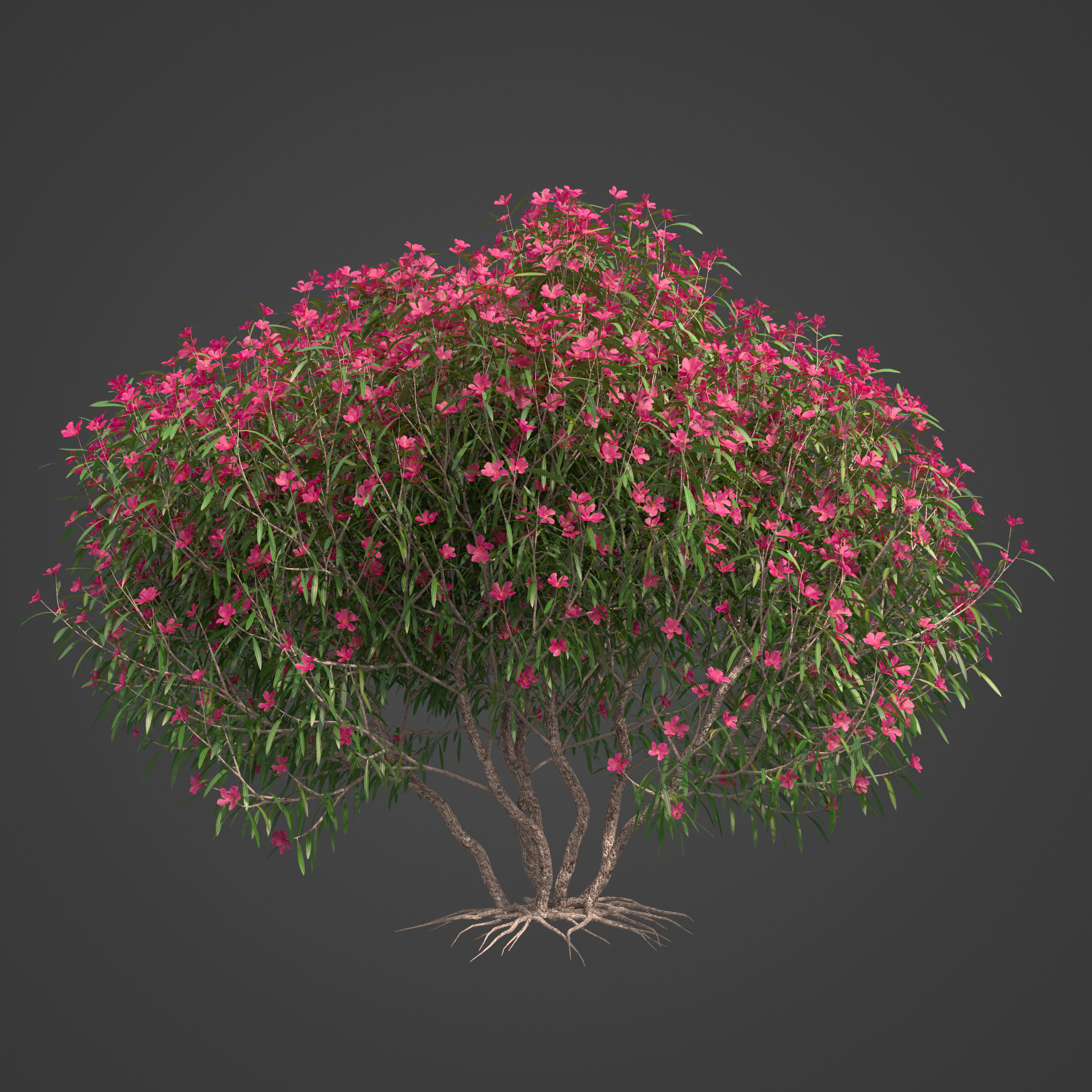 2021 PBR Oleander Collection - Nerium Oleander free 3D model | CGTrader