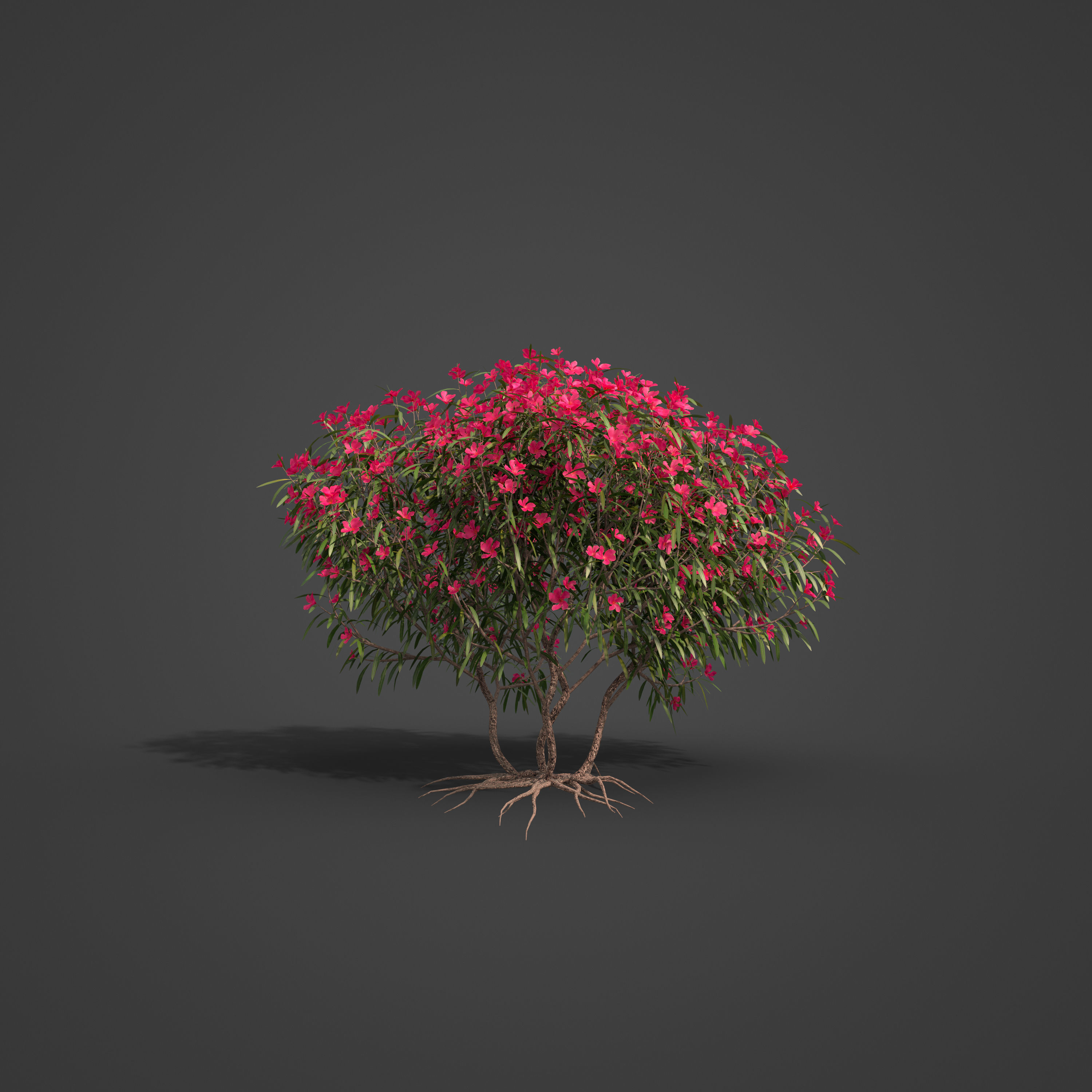 2021 PBR Oleander Collection - Nerium Oleander free 3D model | CGTrader