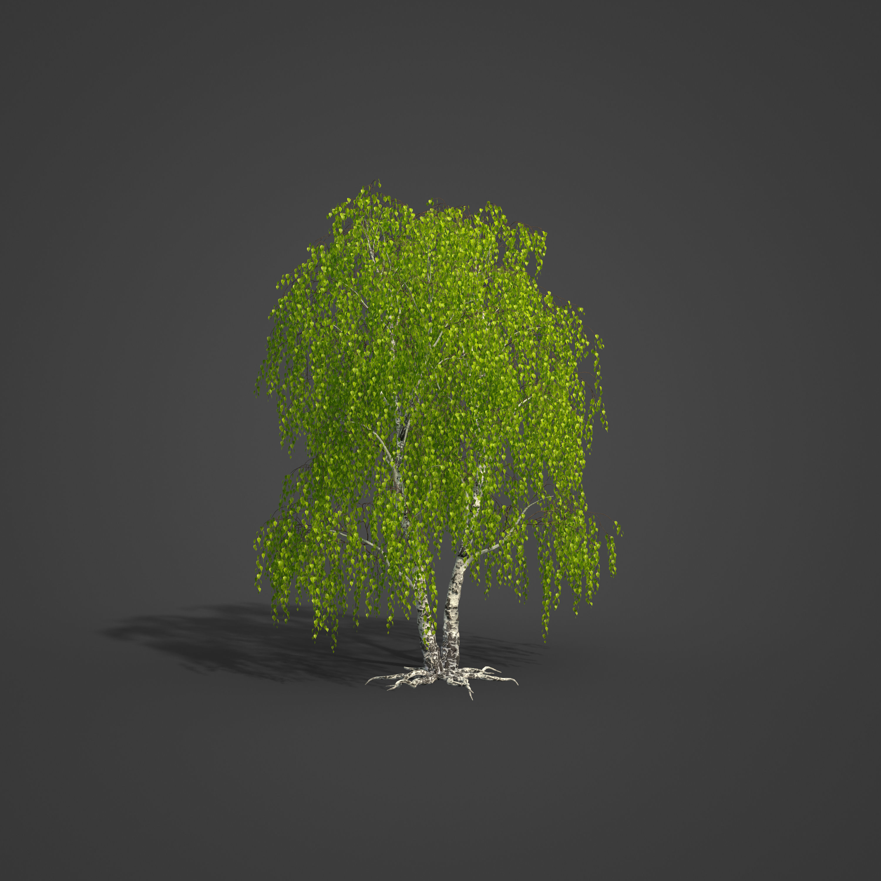 2021 PBR Silver Birch Collection - Betula Pendula 3D model | CGTrader