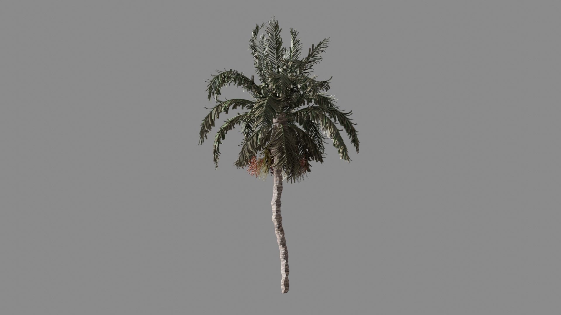 Date Palm Tree Free 3D Model Realistic free 3D model | CGTrader