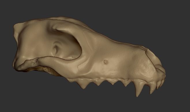 Wolf skull free 3D model 3D printable | CGTrader