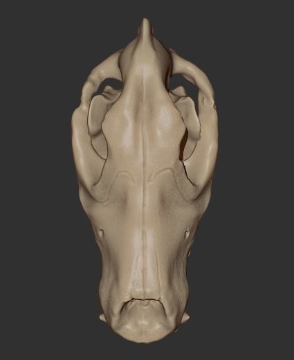 Wolf skull free 3D model 3D printable | CGTrader