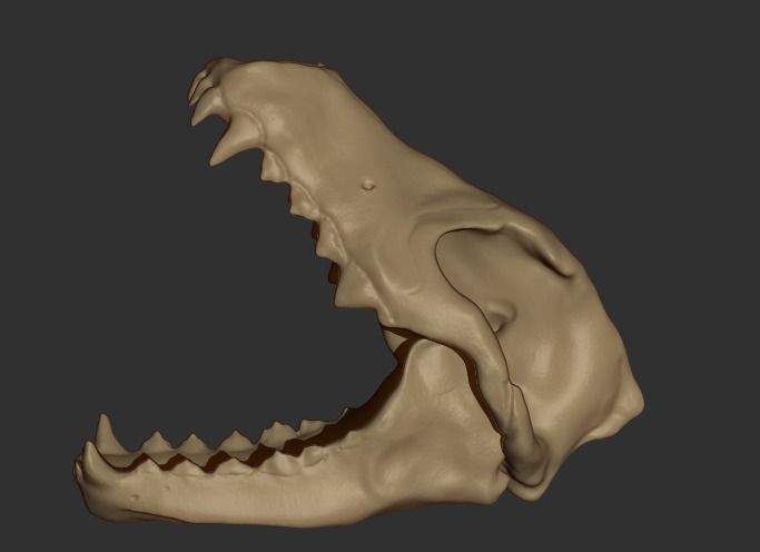 Wolf skull free 3D model 3D printable | CGTrader