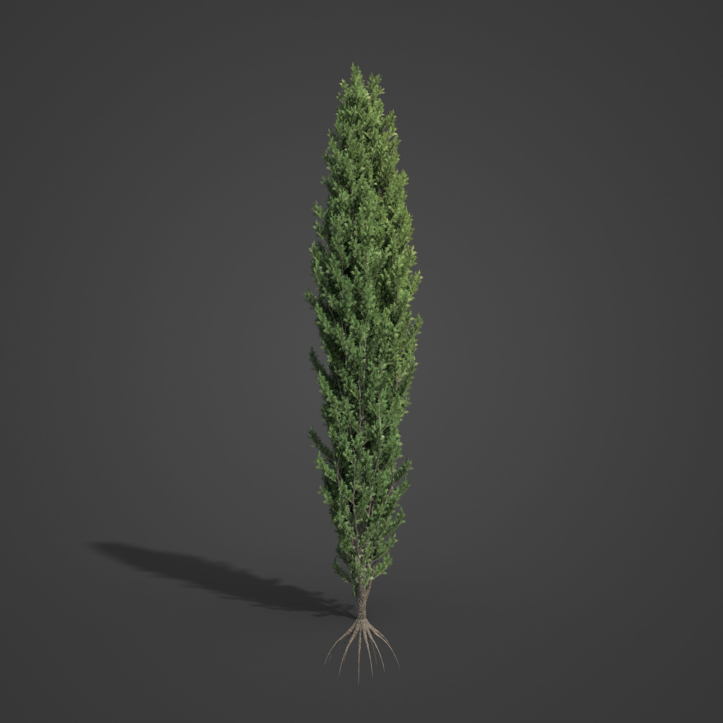 2021 PBR Temple Juniper Collection - Juniperus Rigida 3D model | CGTrader