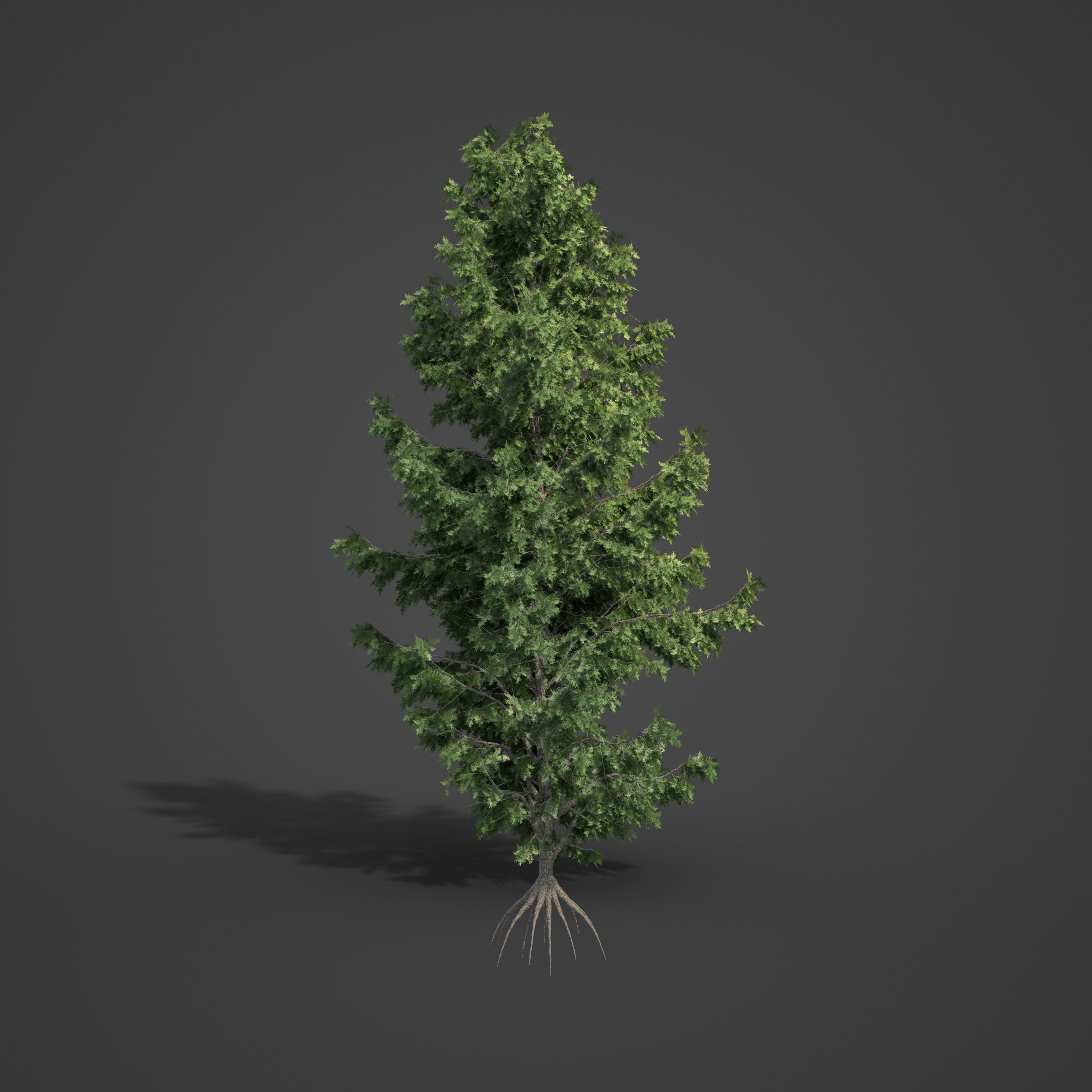 2021 PBR Temple Juniper Collection - Juniperus Rigida 3D model | CGTrader