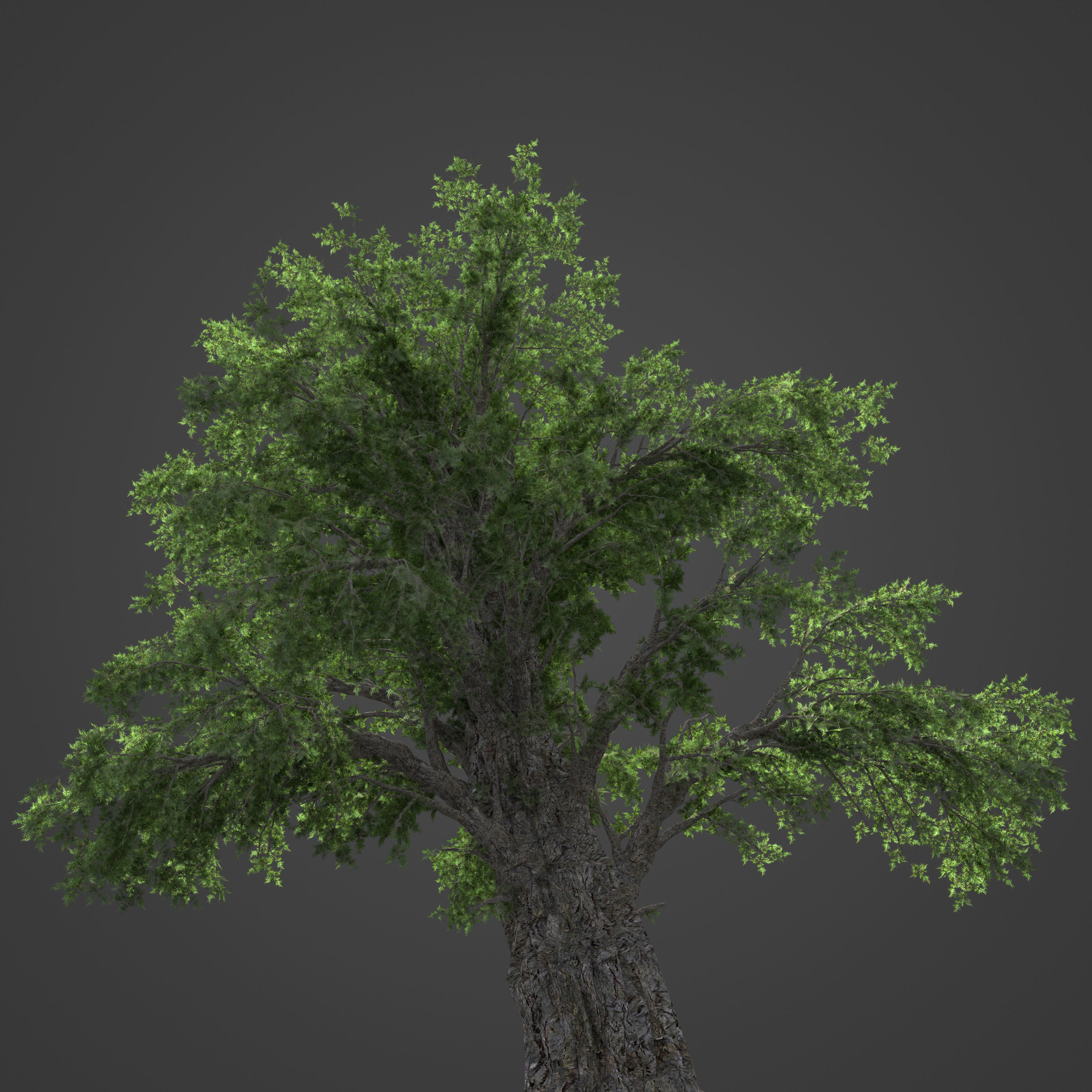 2021 PBR Temple Juniper Collection - Juniperus Rigida 3D model | CGTrader