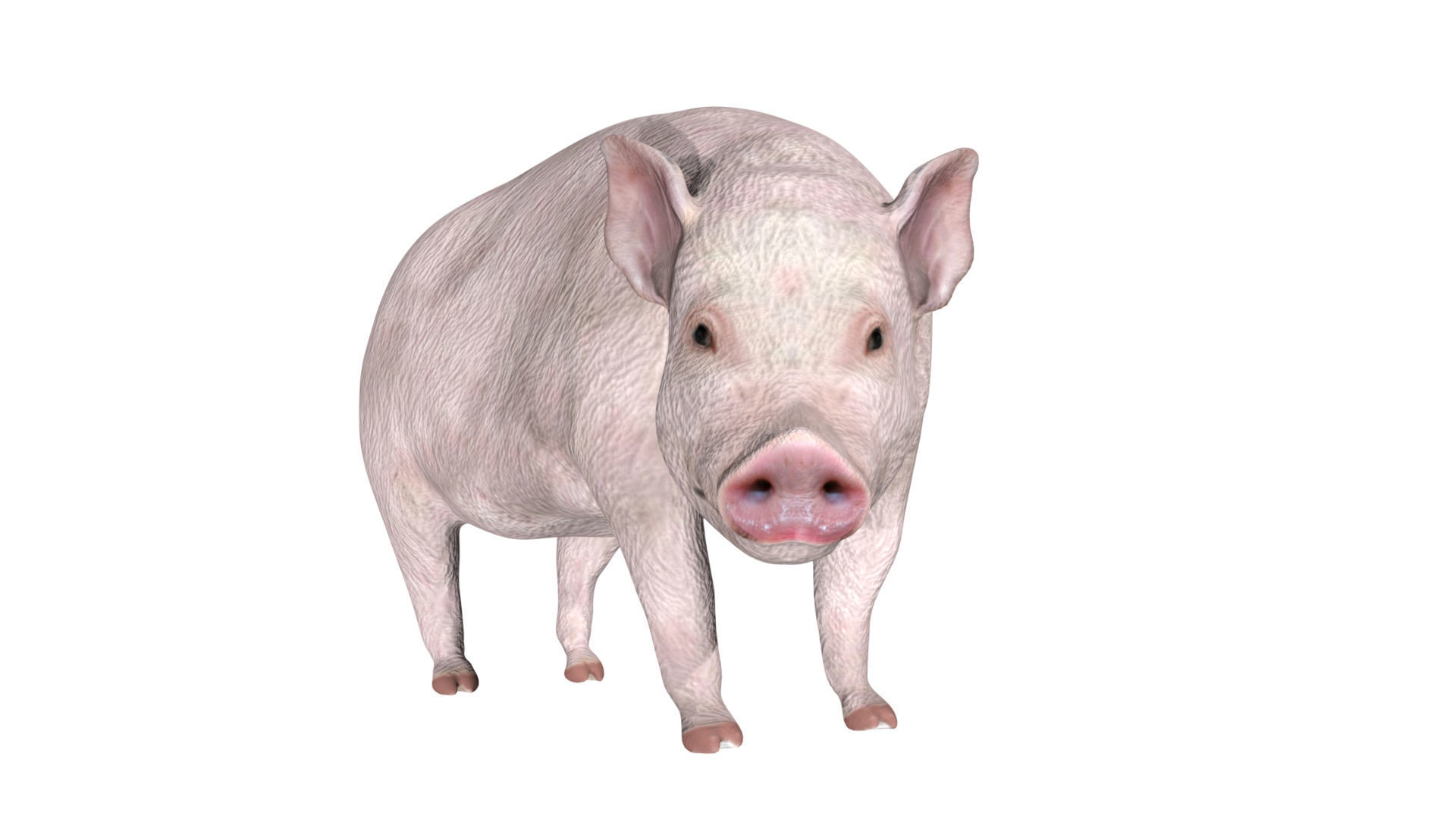 3D model Pig Swine VR / AR / low-poly rigged | CGTrader