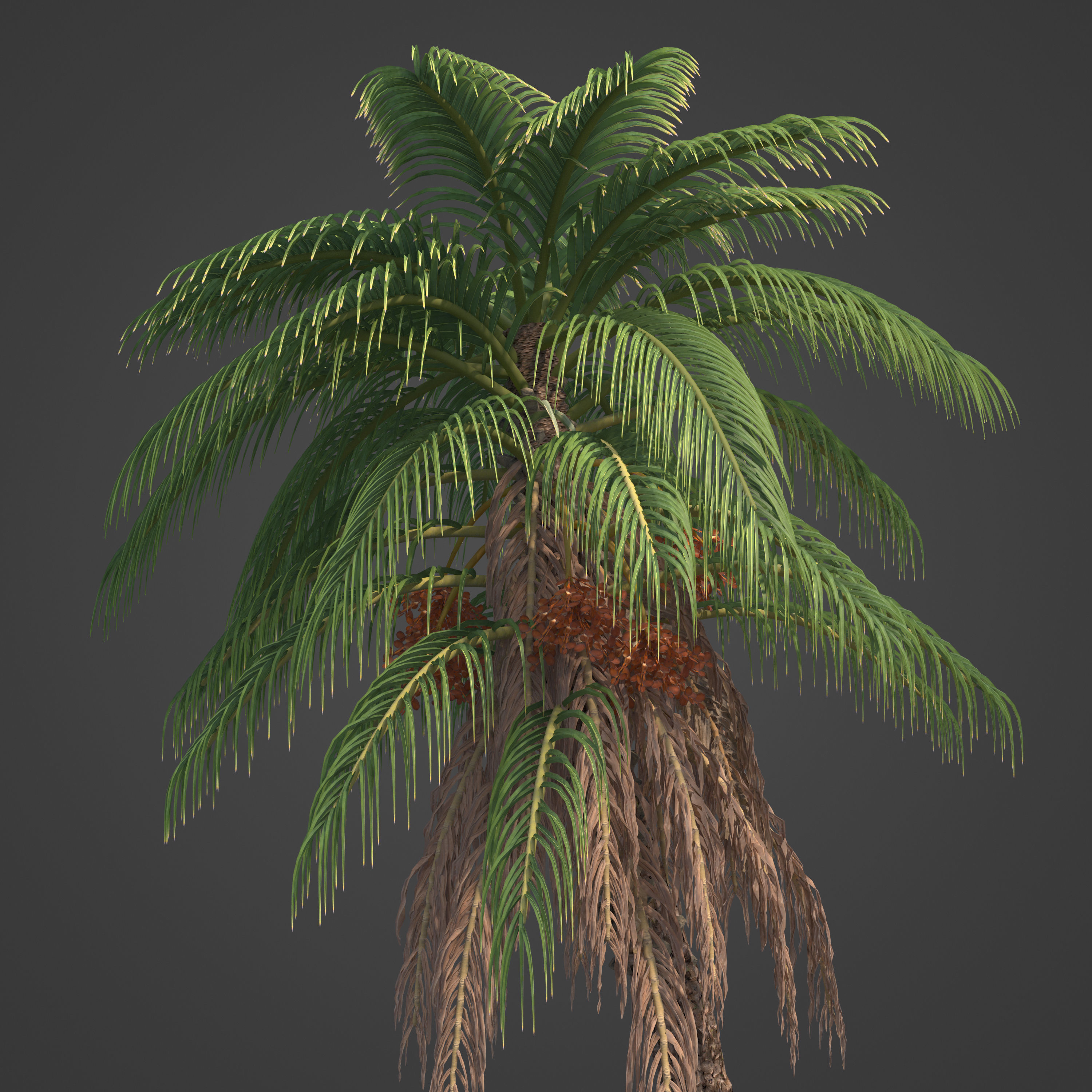 2021 PBR Senegal Date Palm Collection - Phoenix Reclinata 3D model ...