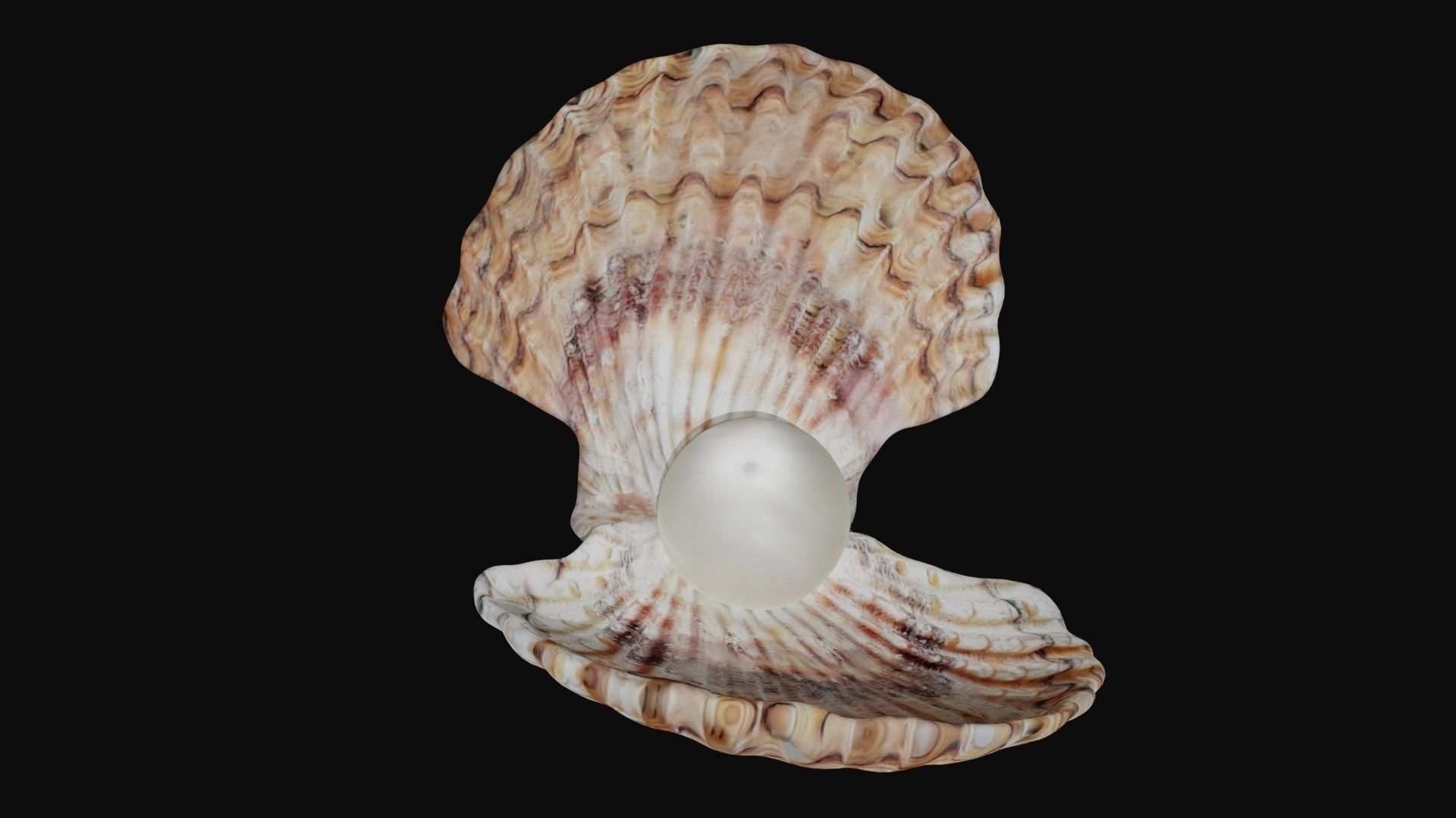 3D model Clam shell VR / AR / low-poly | CGTrader