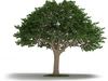 Tree Neem Tree 3D model | CGTrader