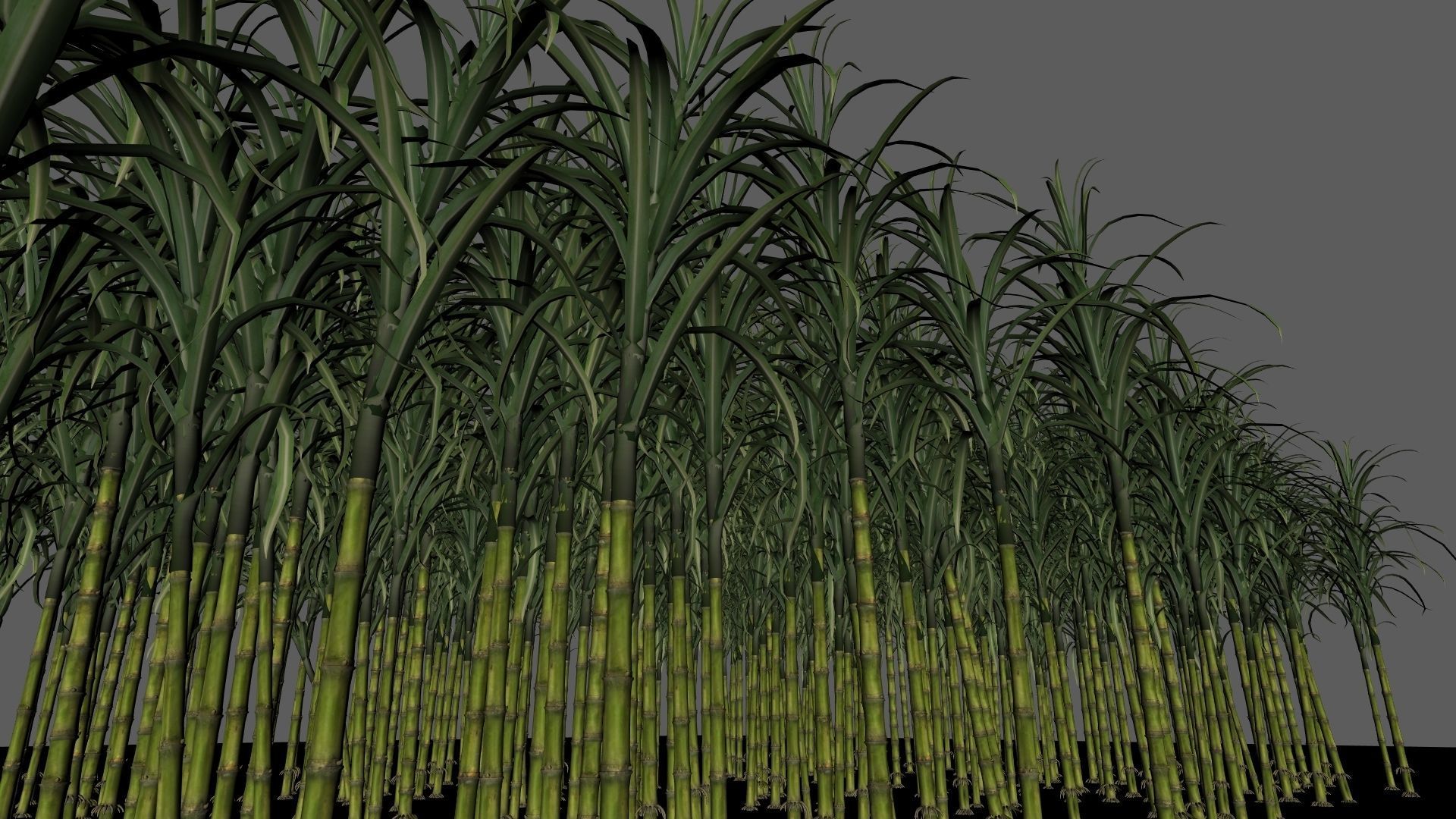3D model Sugarcane VR / AR / low-poly | CGTrader