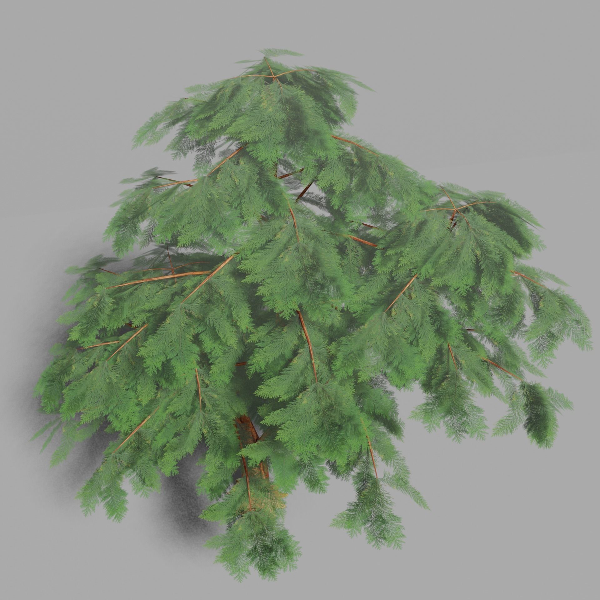 3D model Conifer pine tree VR / AR / low-poly | CGTrader