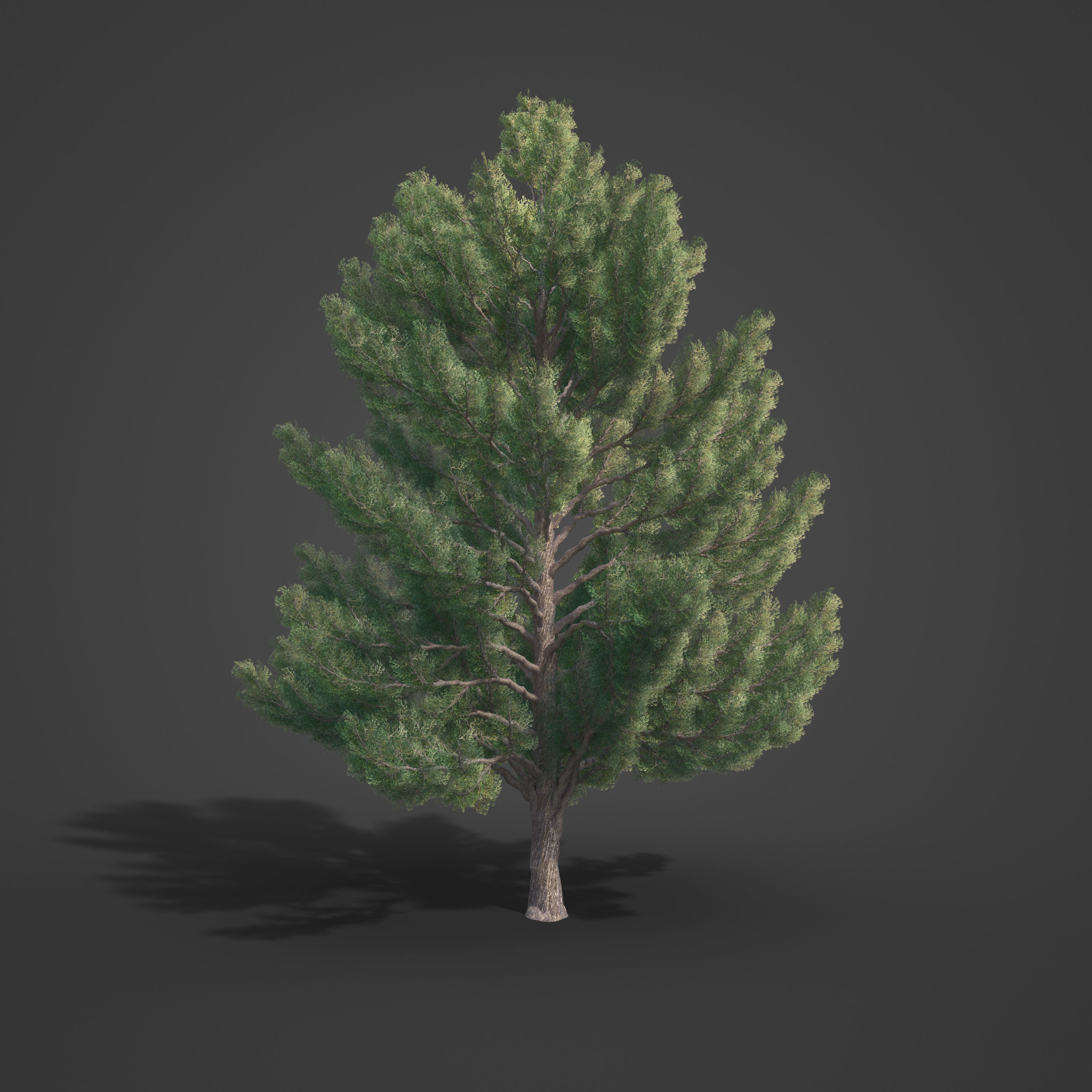 2021 PBR Red Juniper Collection - Juniperus Virginiana 3D model | CGTrader