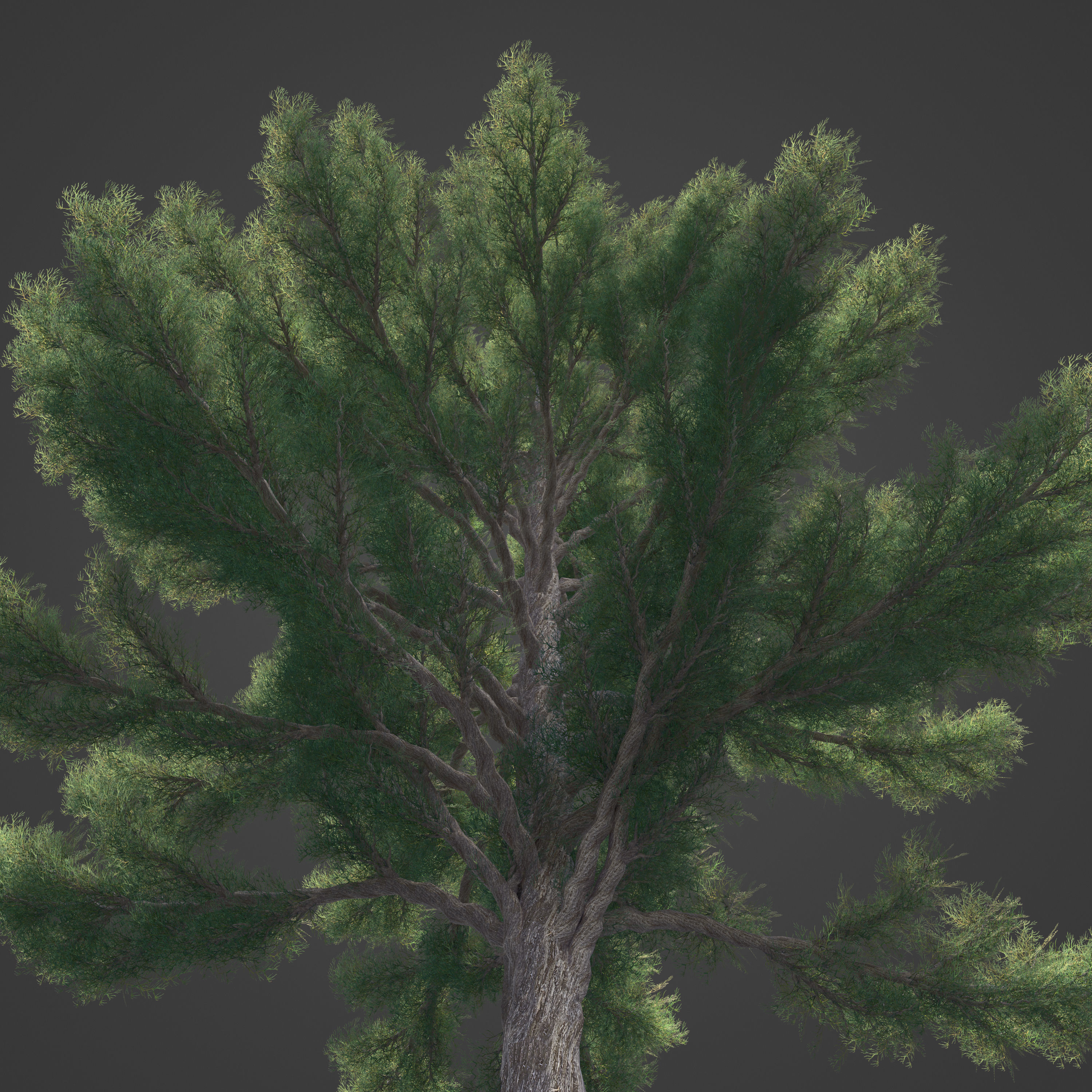 2021 PBR Red Juniper Collection - Juniperus Virginiana 3D model | CGTrader
