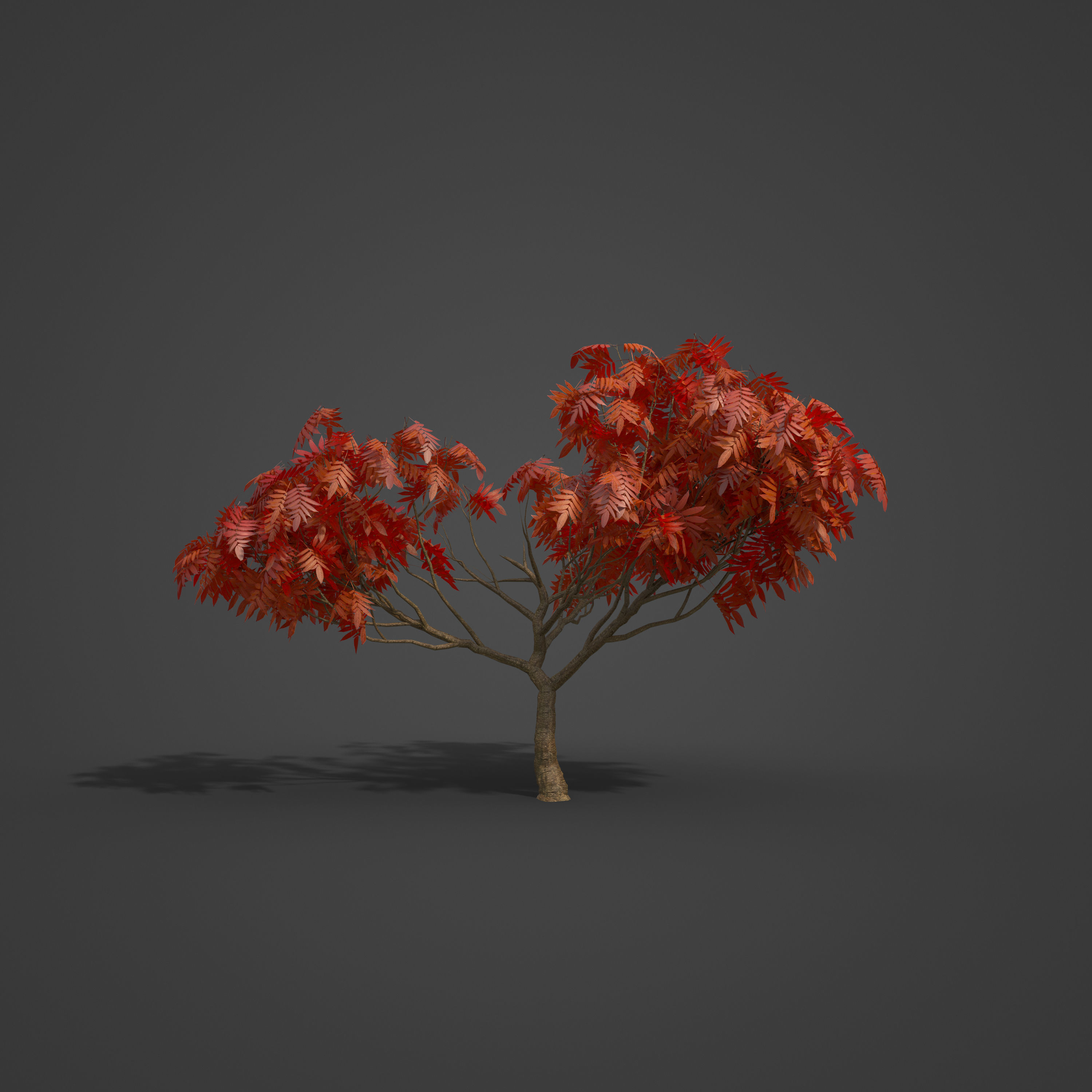 2021 PBR Staghorn Sumac Collection - Rhus Typhina 3D model | CGTrader