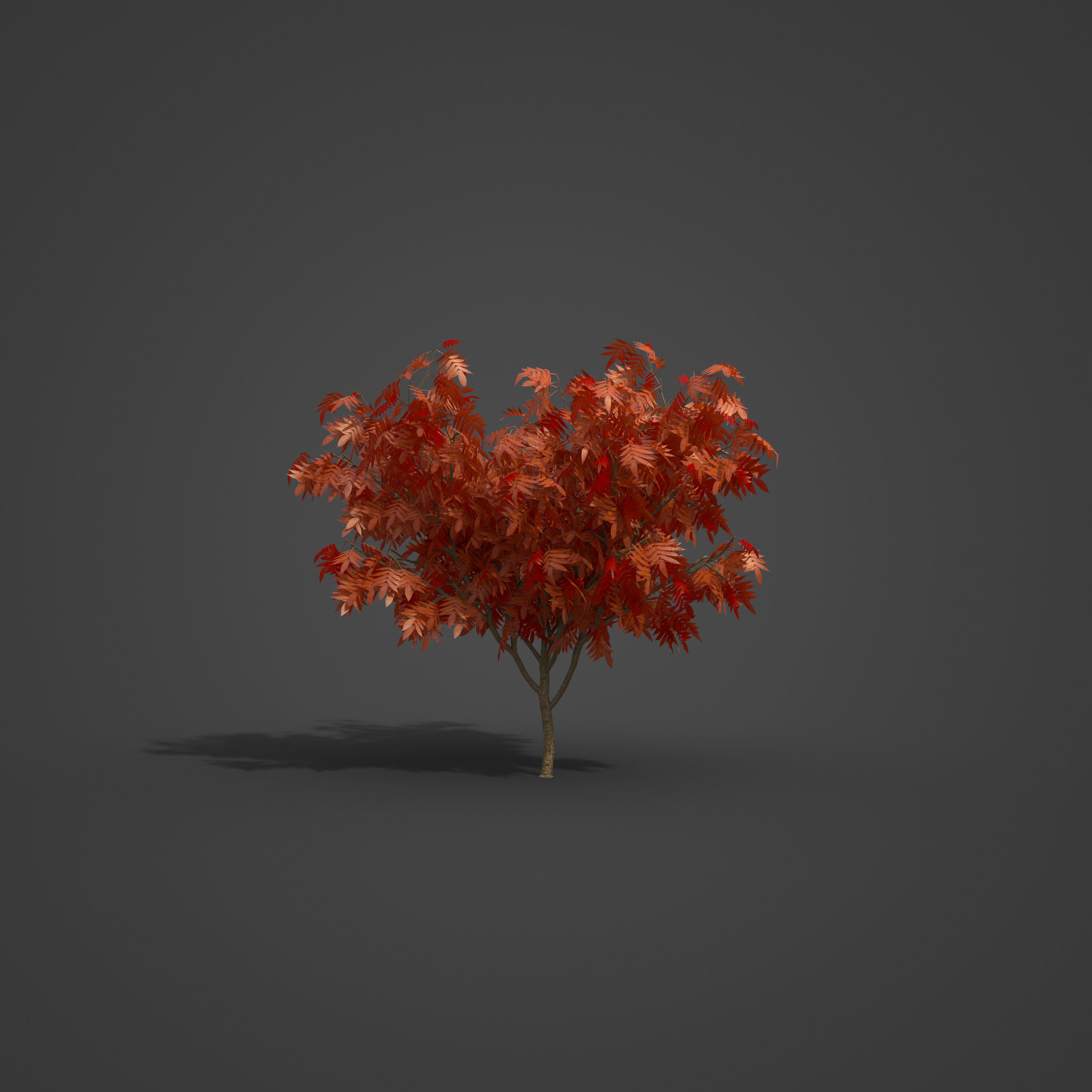 2021 PBR Staghorn Sumac Collection - Rhus Typhina 3D model | CGTrader