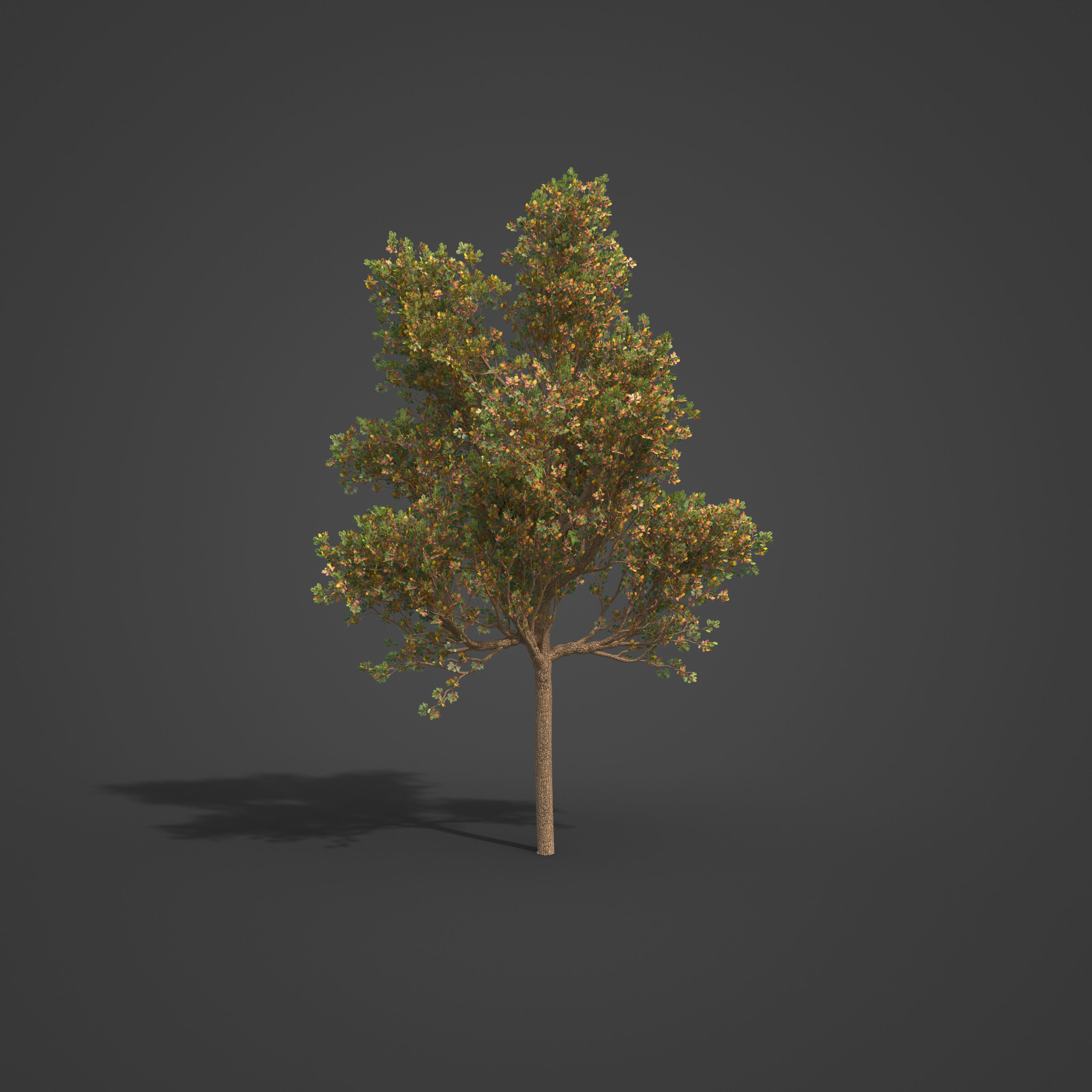 2021 PBR Downy Oak Collection - Quercus Pubescens 3D model | CGTrader