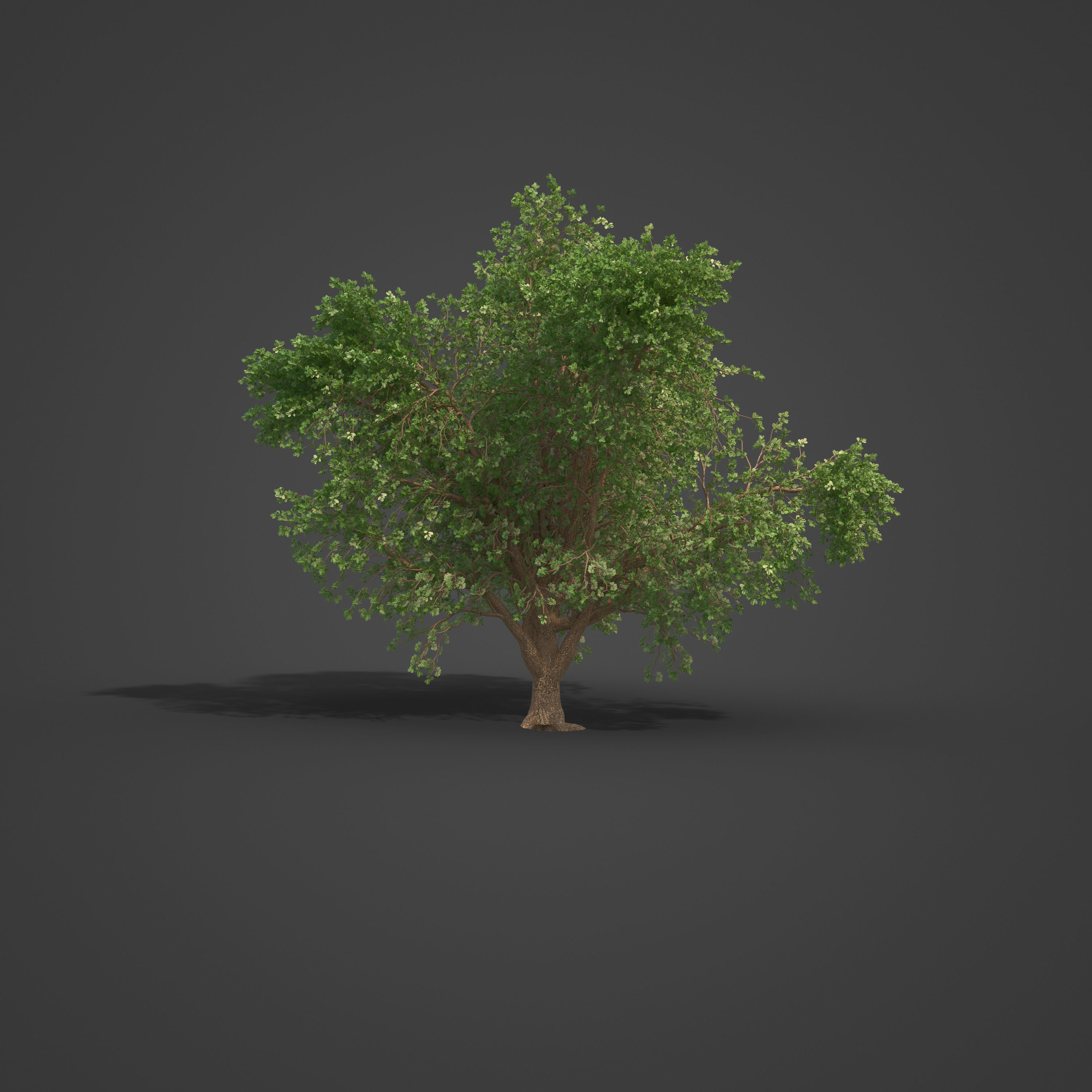 2021 PBR Downy Oak Collection - Quercus Pubescens 3D model | CGTrader