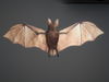 Animated Bat free 3D model animated rigged | CGTrader