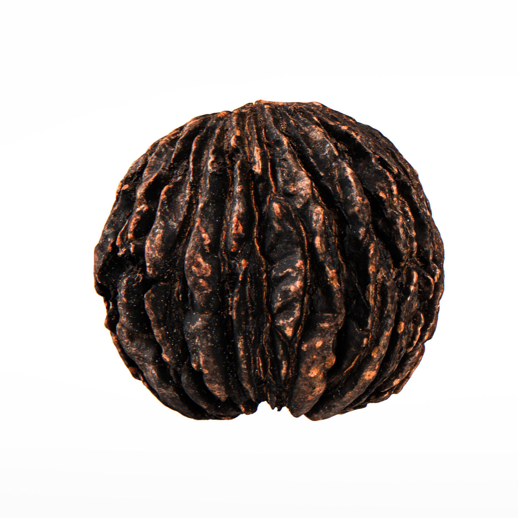 Walnut 3D model | CGTrader