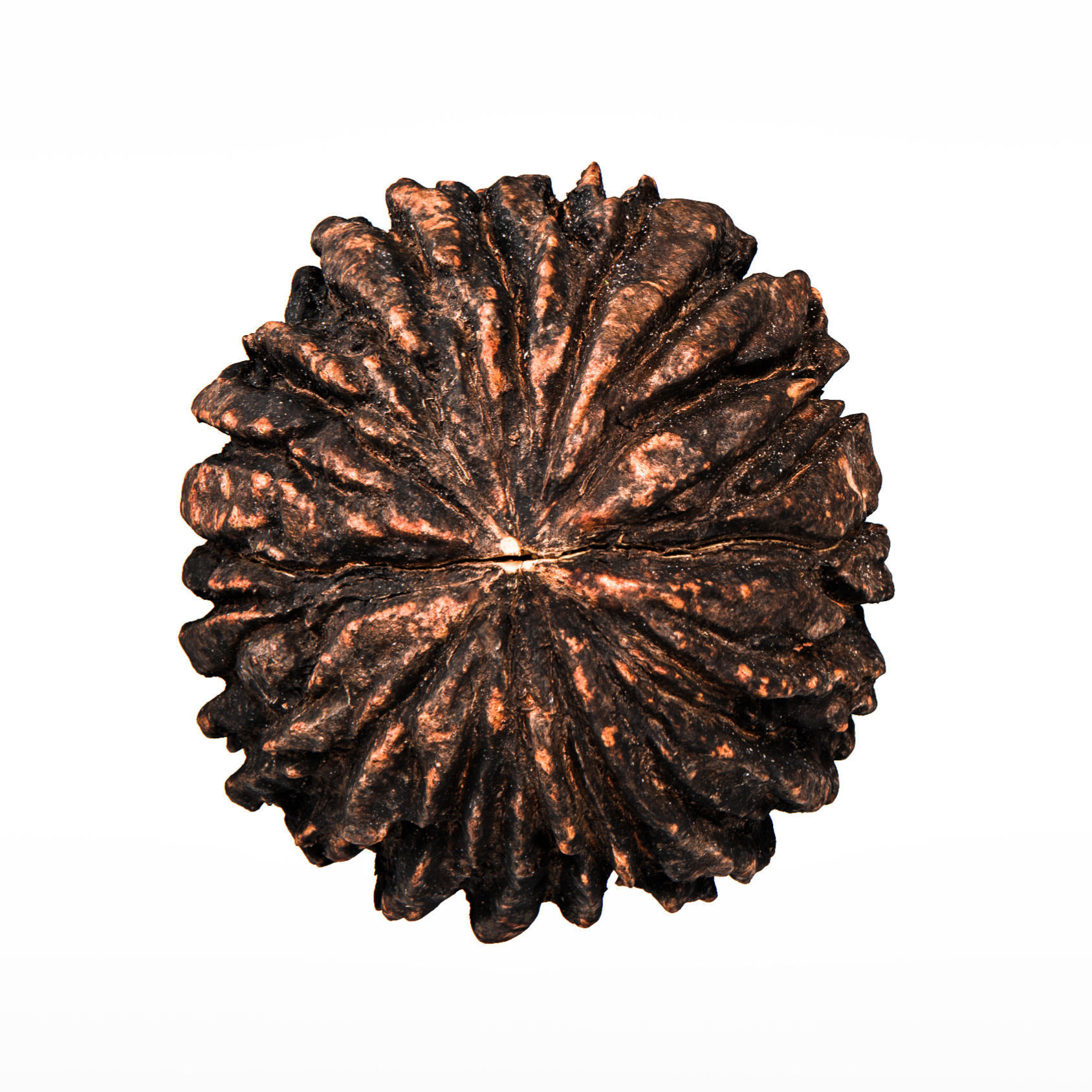 Walnut 3D model | CGTrader