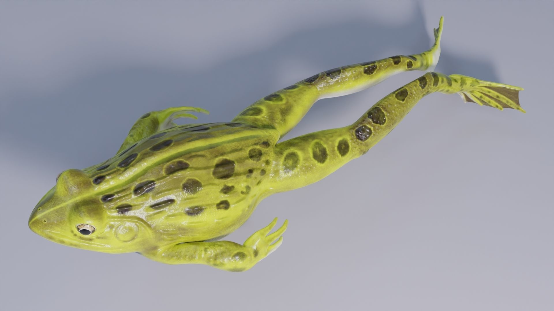 3D model Indian Bullfrog - Animated VR / AR / low-poly | CGTrader