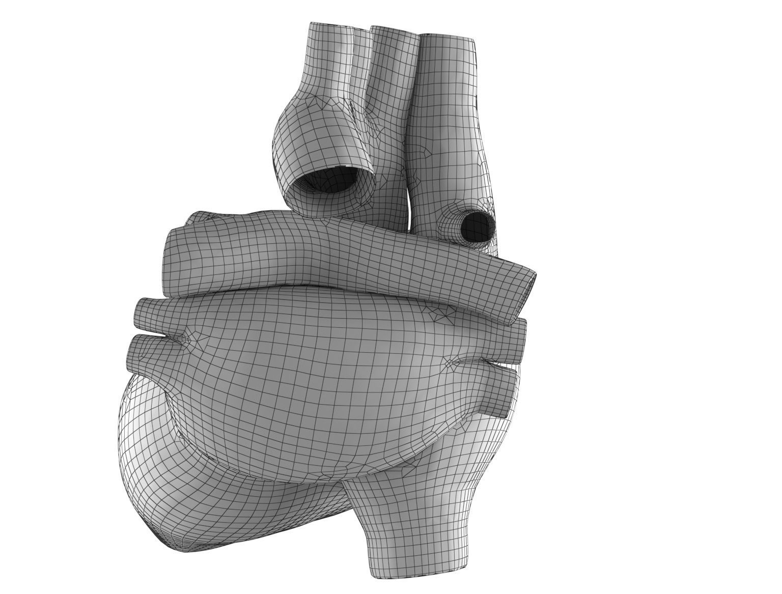 Human Heart Royalty Free 3D model | CGTrader