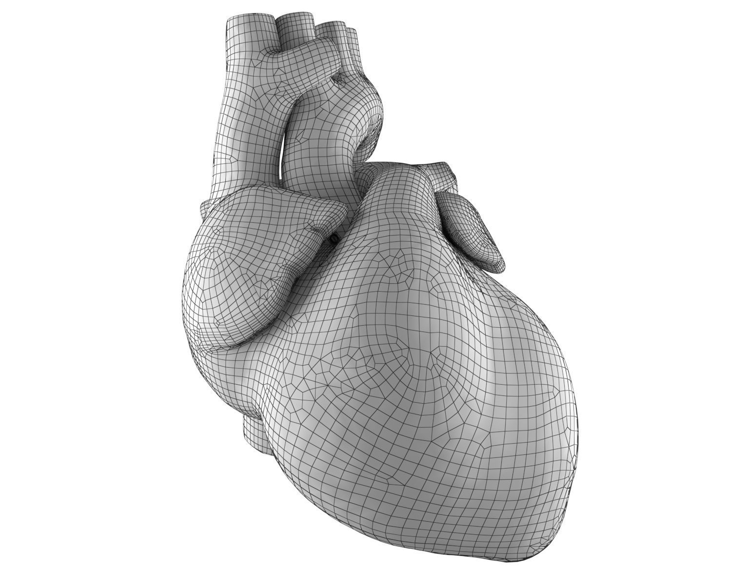 Human Heart Royalty Free 3D model | CGTrader