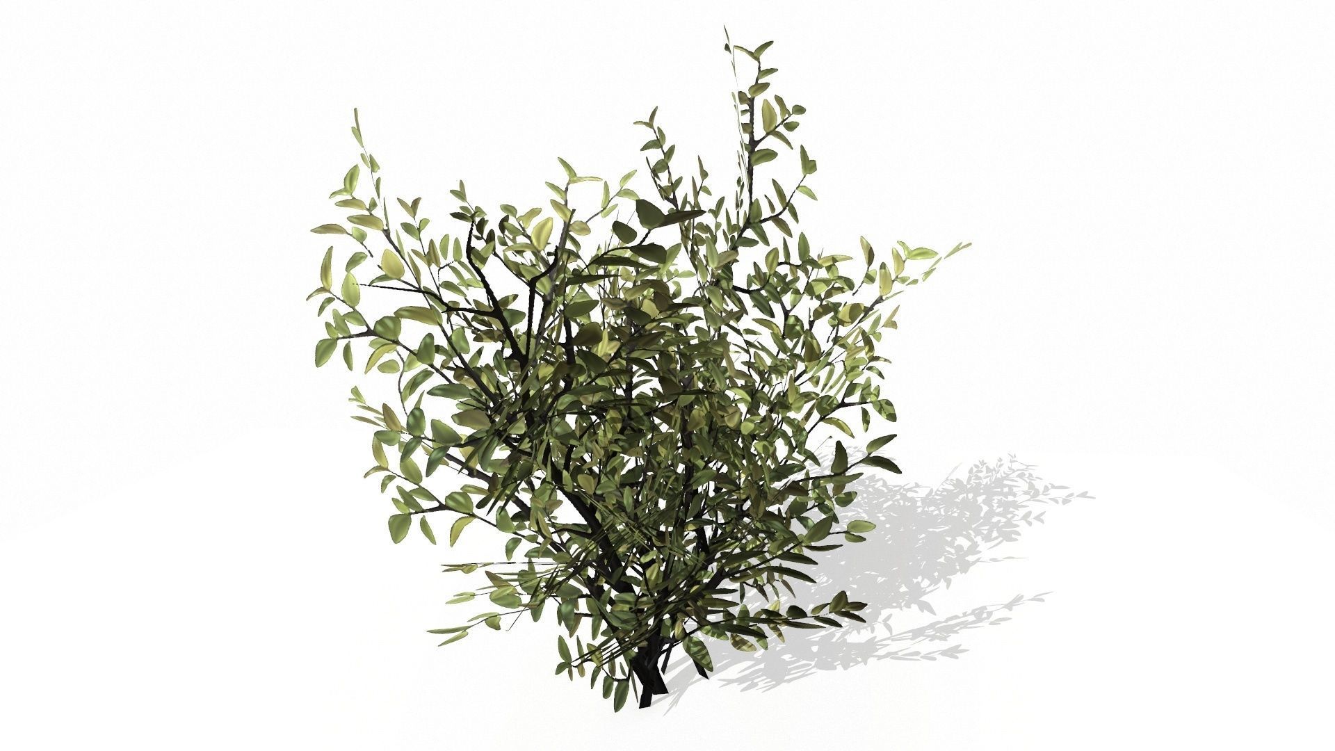 3D model Bush VR / AR / low-poly | CGTrader