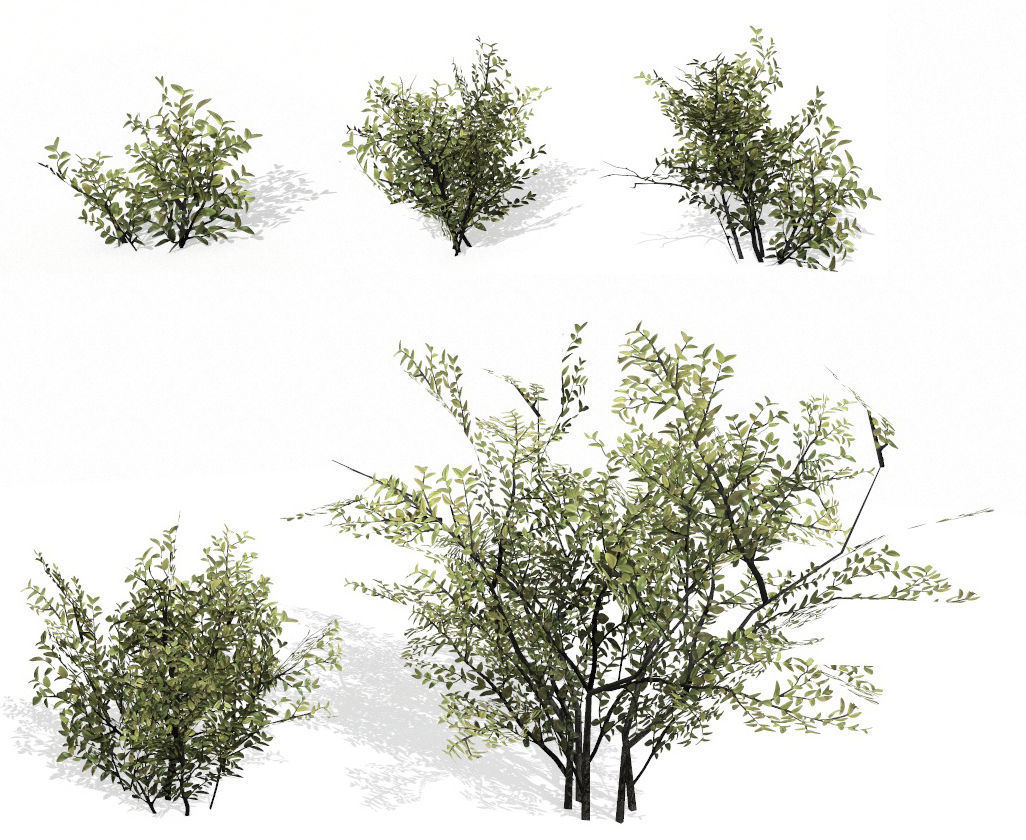 3D model Bush VR / AR / low-poly | CGTrader