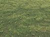grass for landscape 10 with corona scatter 3D model | CGTrader