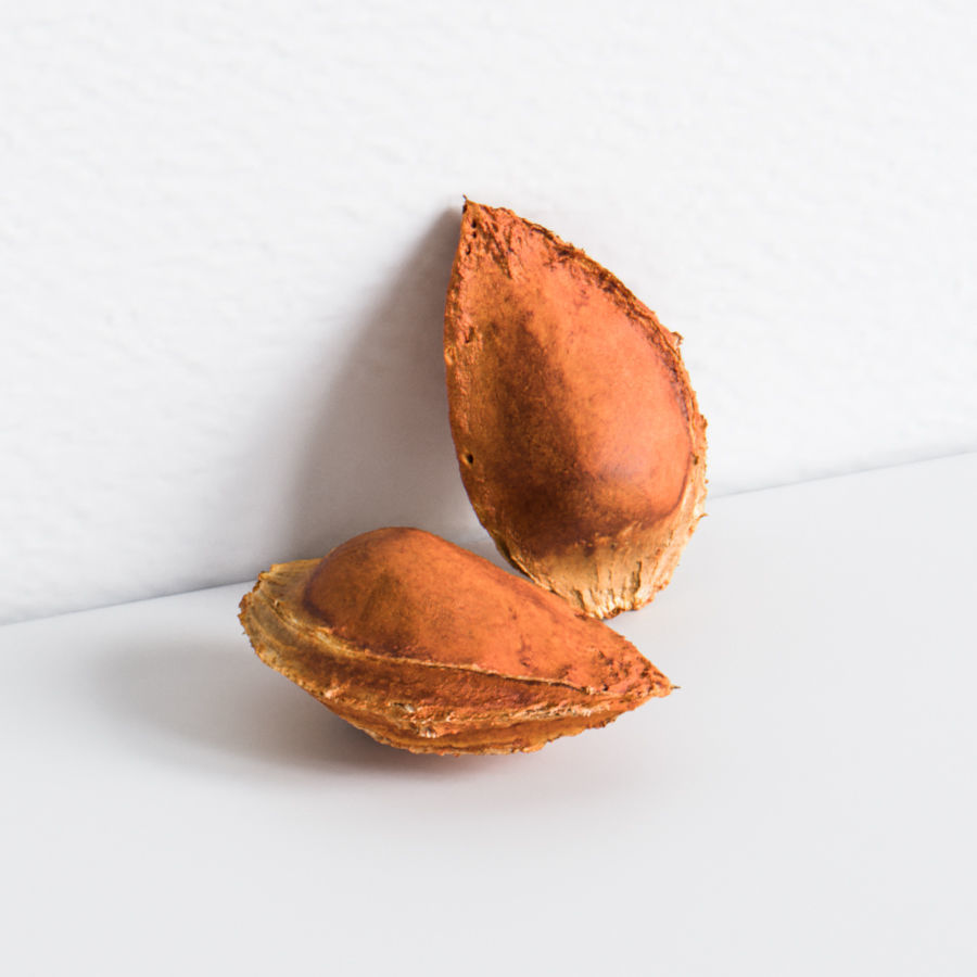 Apricot pit 3D model | CGTrader