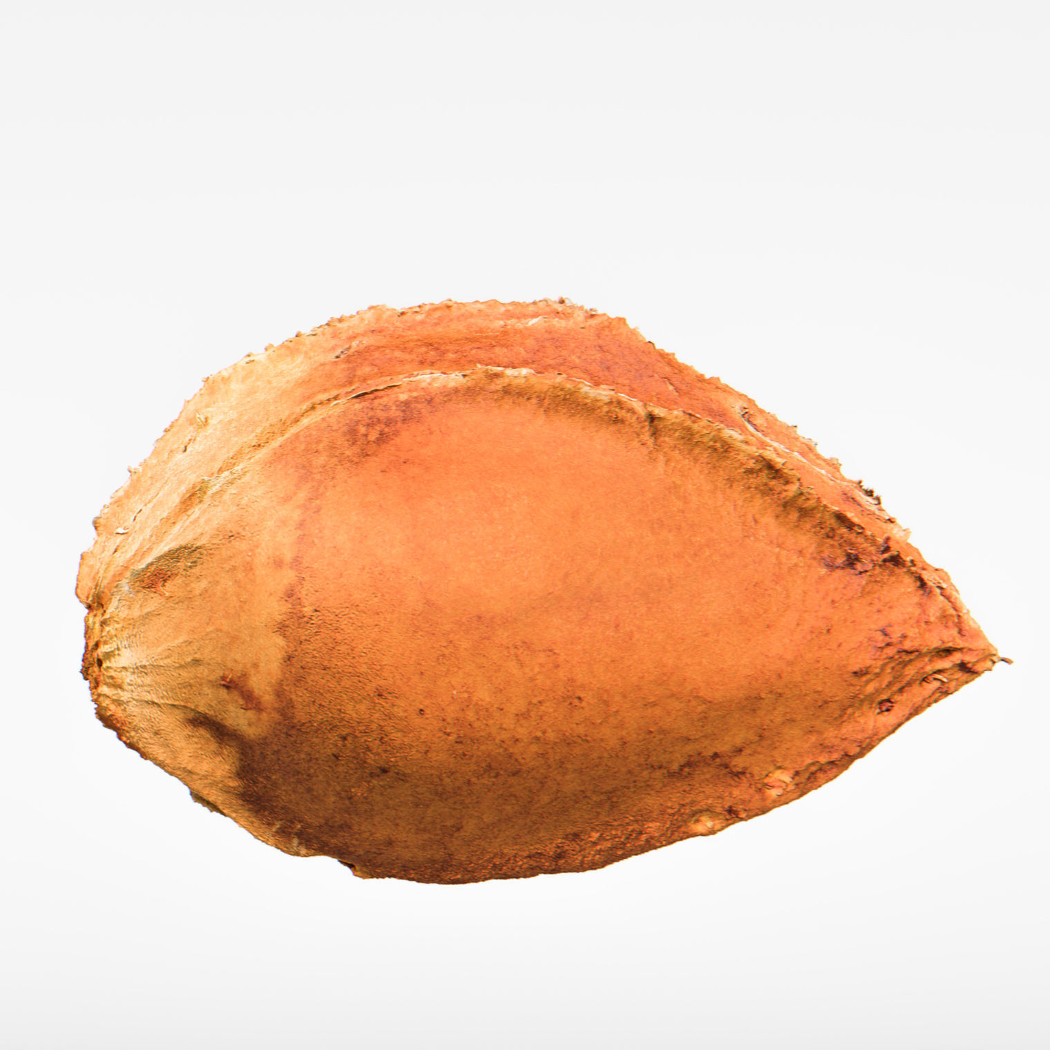 Apricot pit 3D model | CGTrader