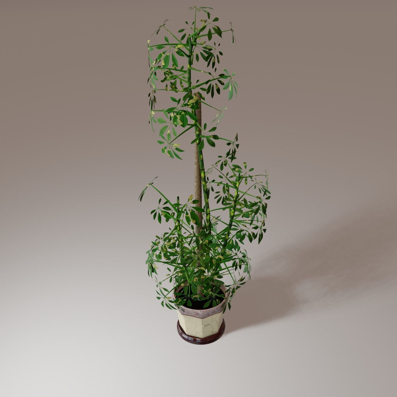Schefflera plant free 3D model | CGTrader