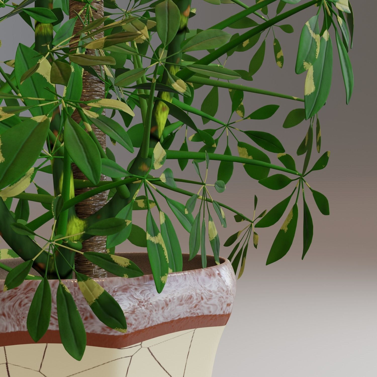 Schefflera plant free 3D model | CGTrader