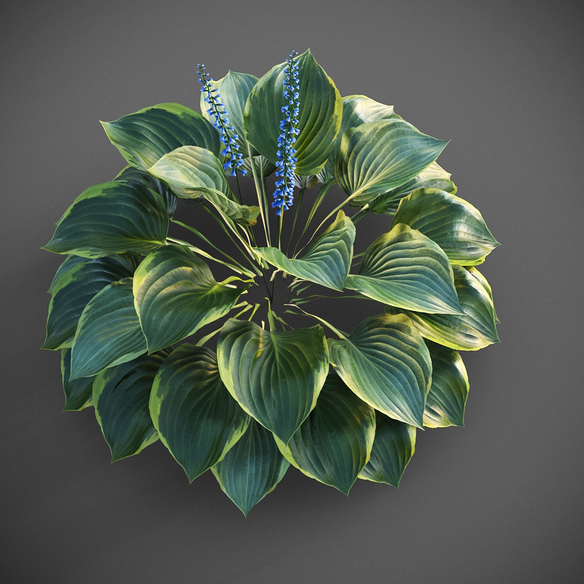 XfrogPlants Hosta 3D model | CGTrader