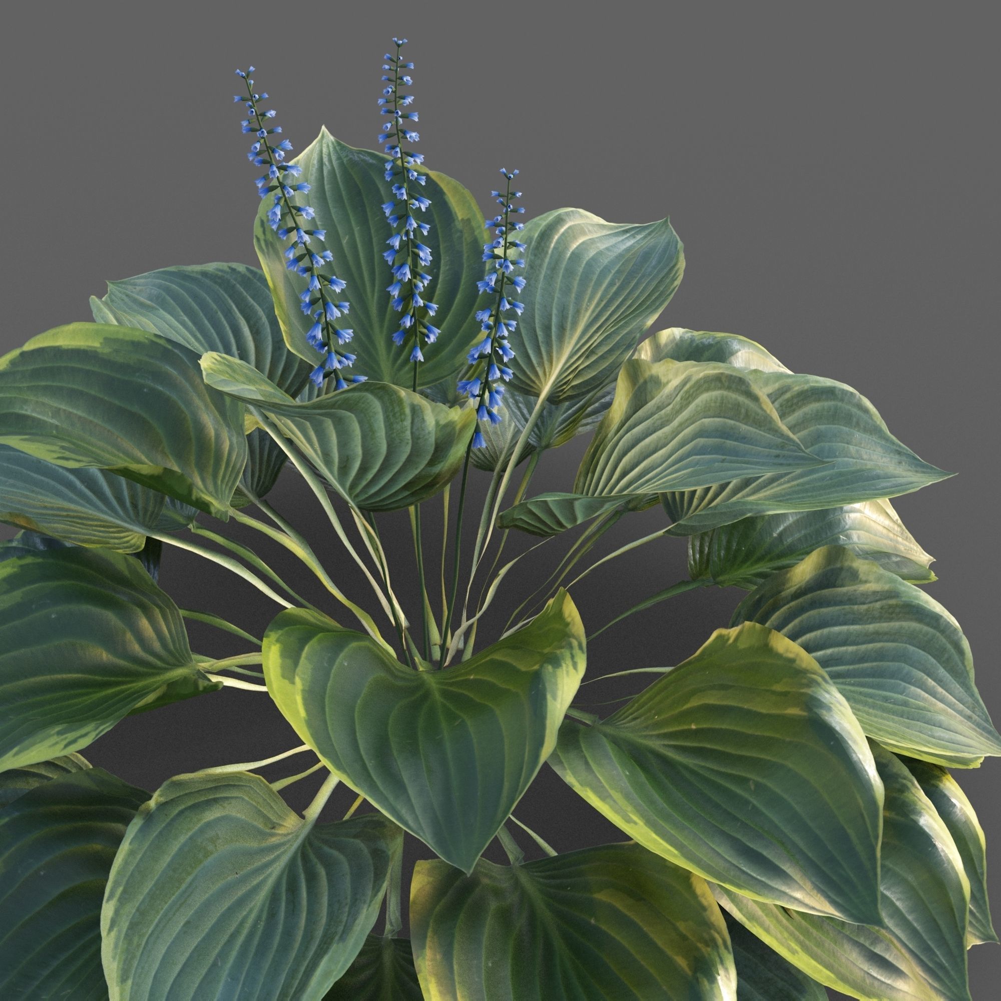 XfrogPlants Hosta 3D model | CGTrader